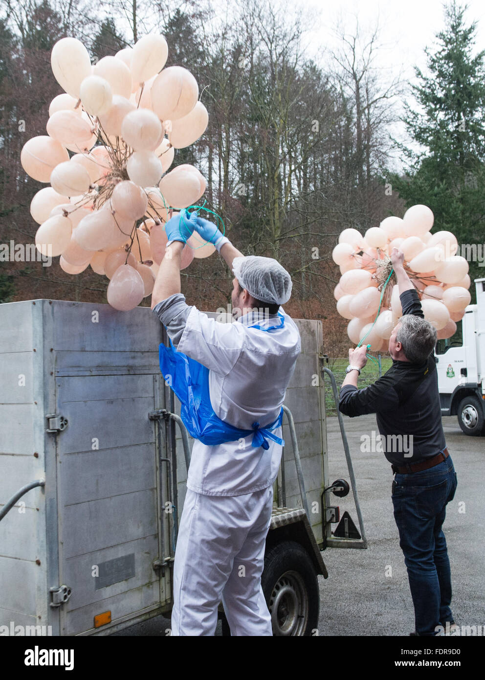 Pig bladder hi-res stock photography and images - Alamy