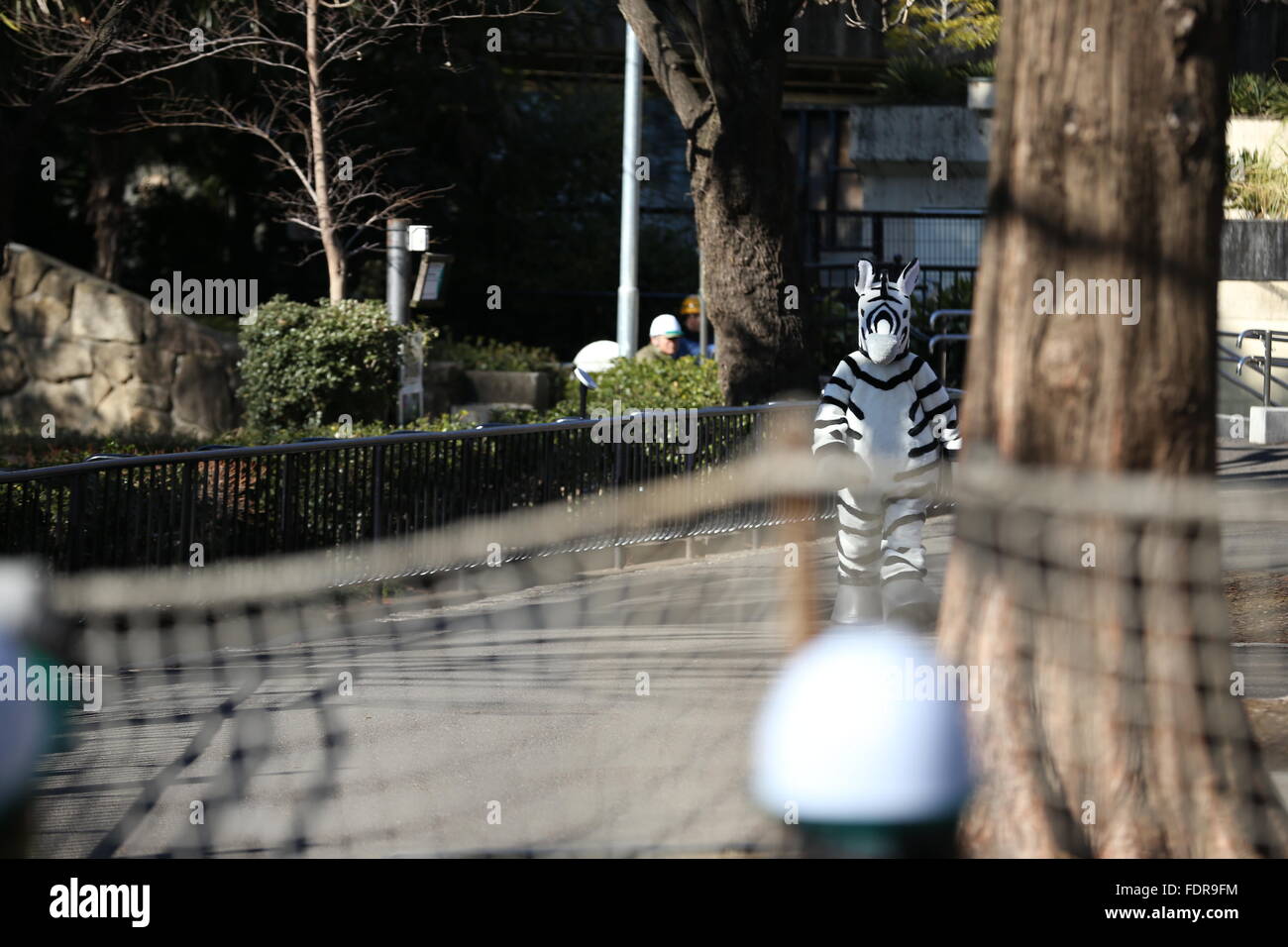 Tokyo, Japan. 2nd Feb, 2016. Zoo keepers capture an escaped zebra at ...