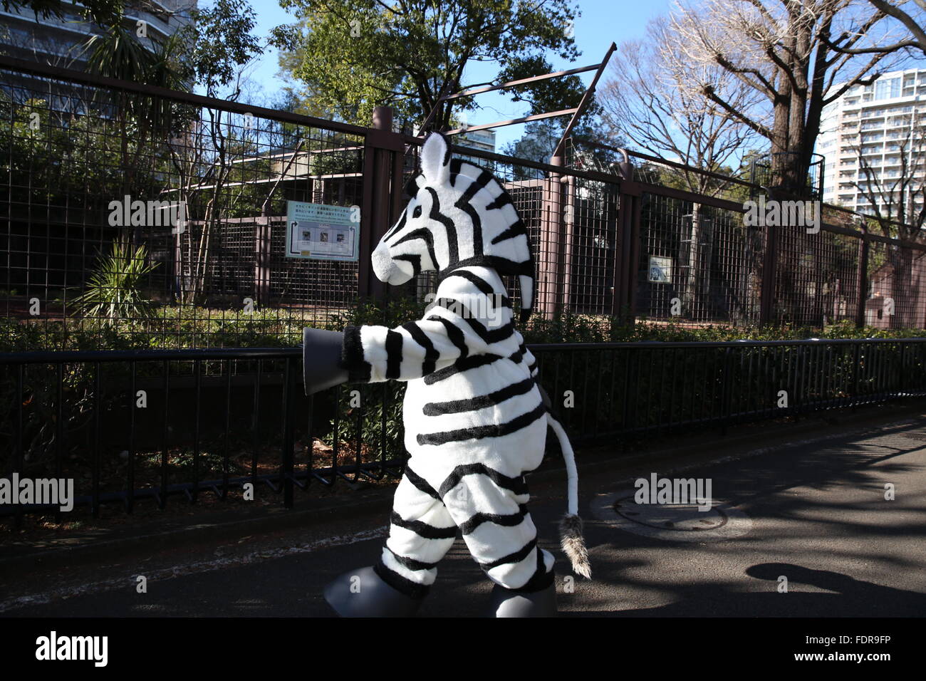 Tokyo, Japan. 2nd Feb, 2016. Zoo keepers capture an escaped zebra at ...