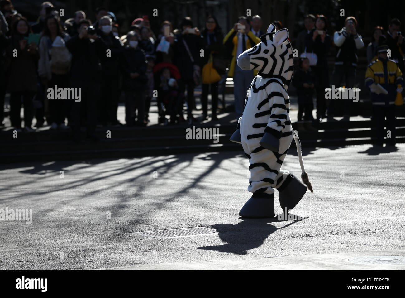 Tokyo, Japan. 2nd Feb, 2016. Zoo keepers capture an escaped zebra at ...