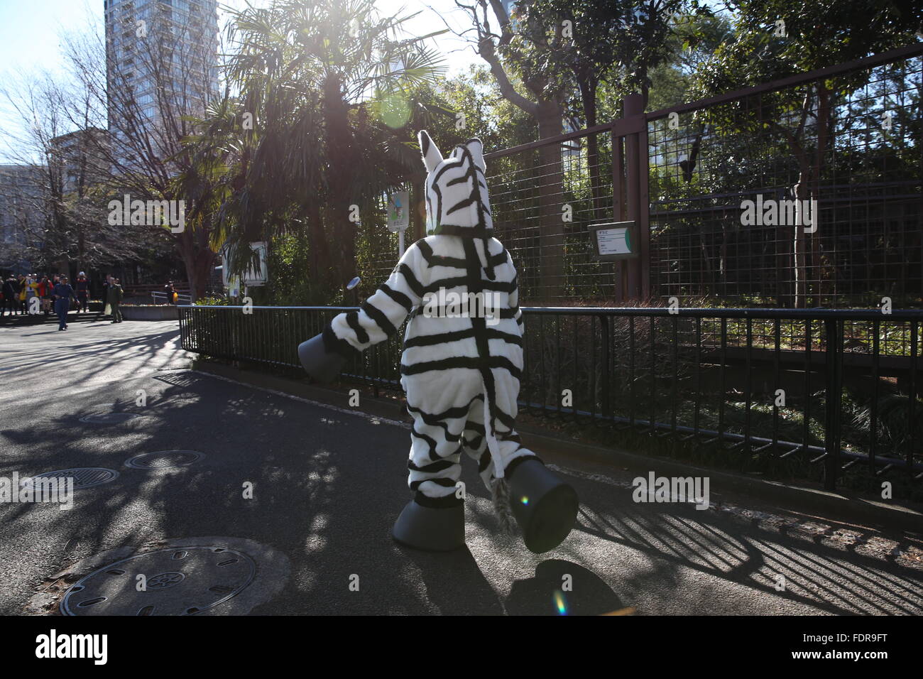 Tokyo, Japan. 2nd Feb, 2016. Zoo keepers capture an escaped zebra at ...