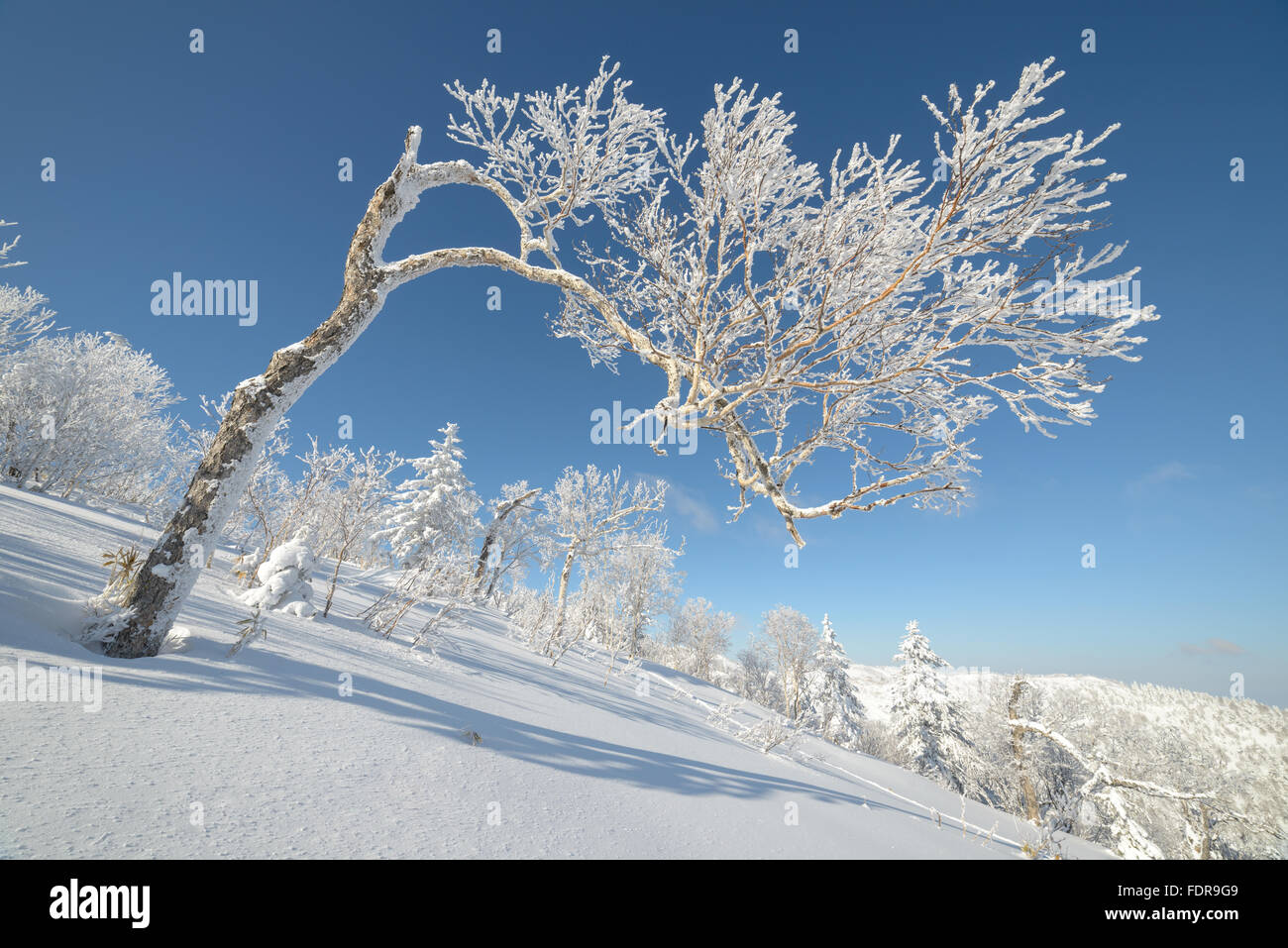 Winter in the mountains, in the forest. Sakhalin Island, Russia Stock ...