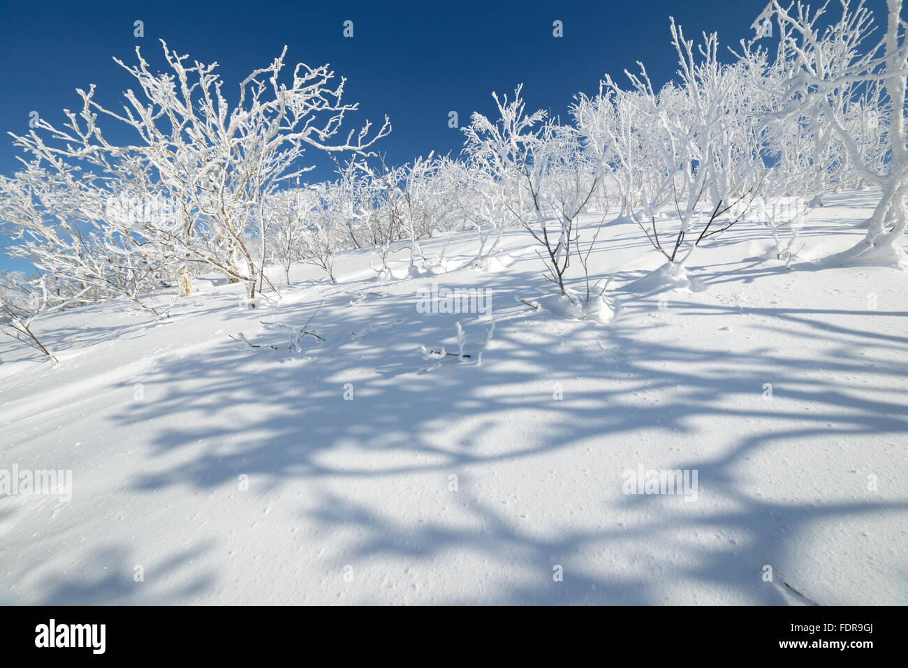 Winter in the mountains, in the forest. Sakhalin Island, Russia Stock ...