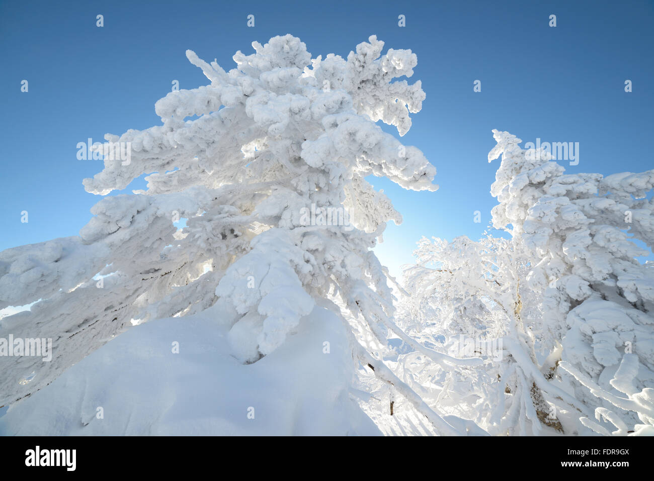 Winter in the mountains, in the forest. Sakhalin Island, Russia Stock ...
