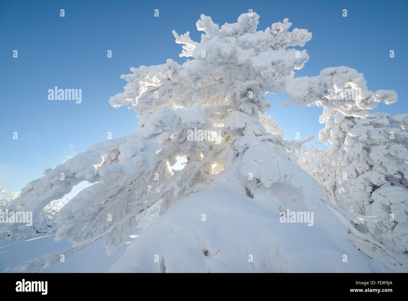 Winter in the mountains, in the forest. Sakhalin Island, Russia Stock ...