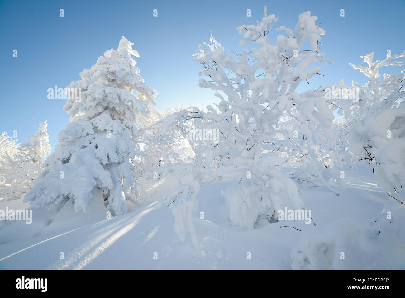 Winter in the mountains, in the forest. Sakhalin Island, Russia Stock ...