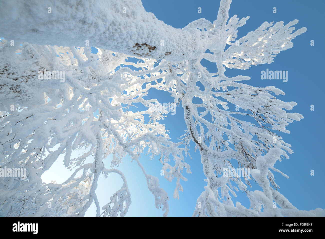 Sakhalin forest russia hi-res stock photography and images - Alamy