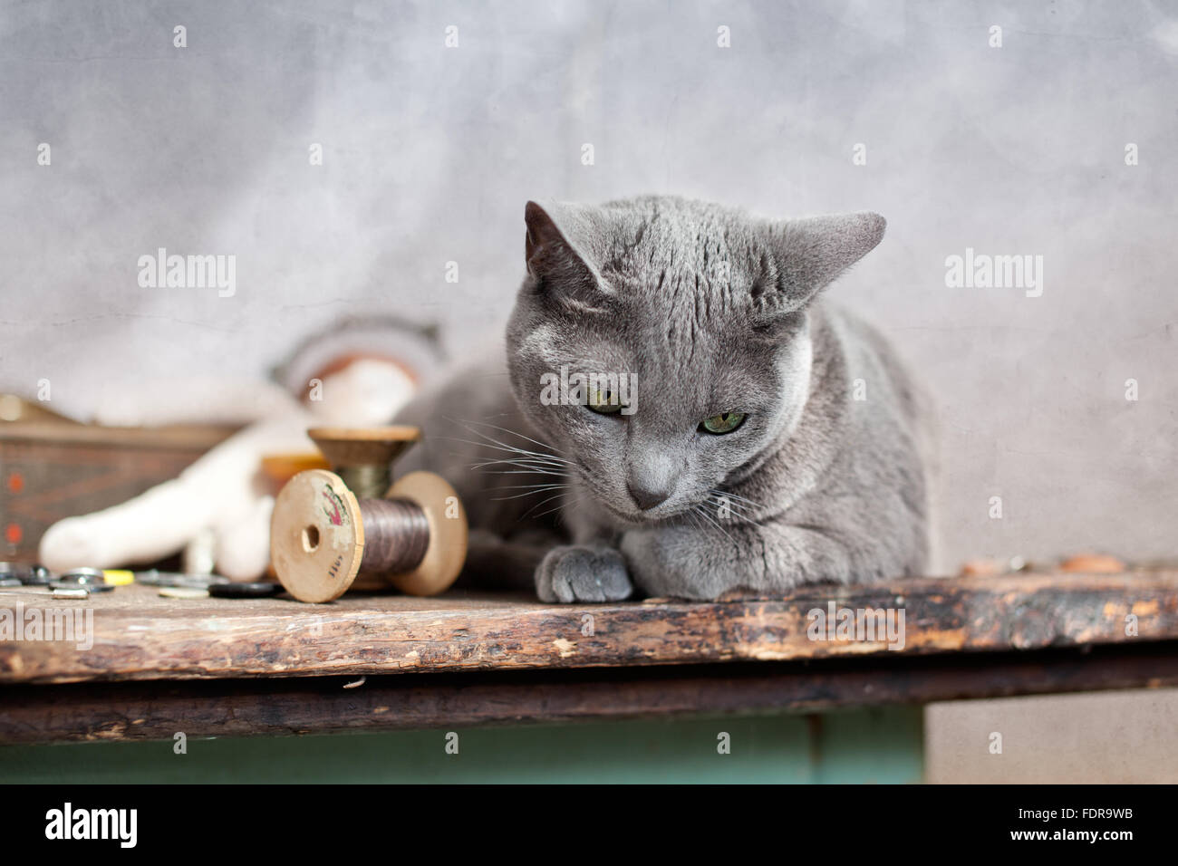 Chartreux cats hi-res stock photography and images - Alamy