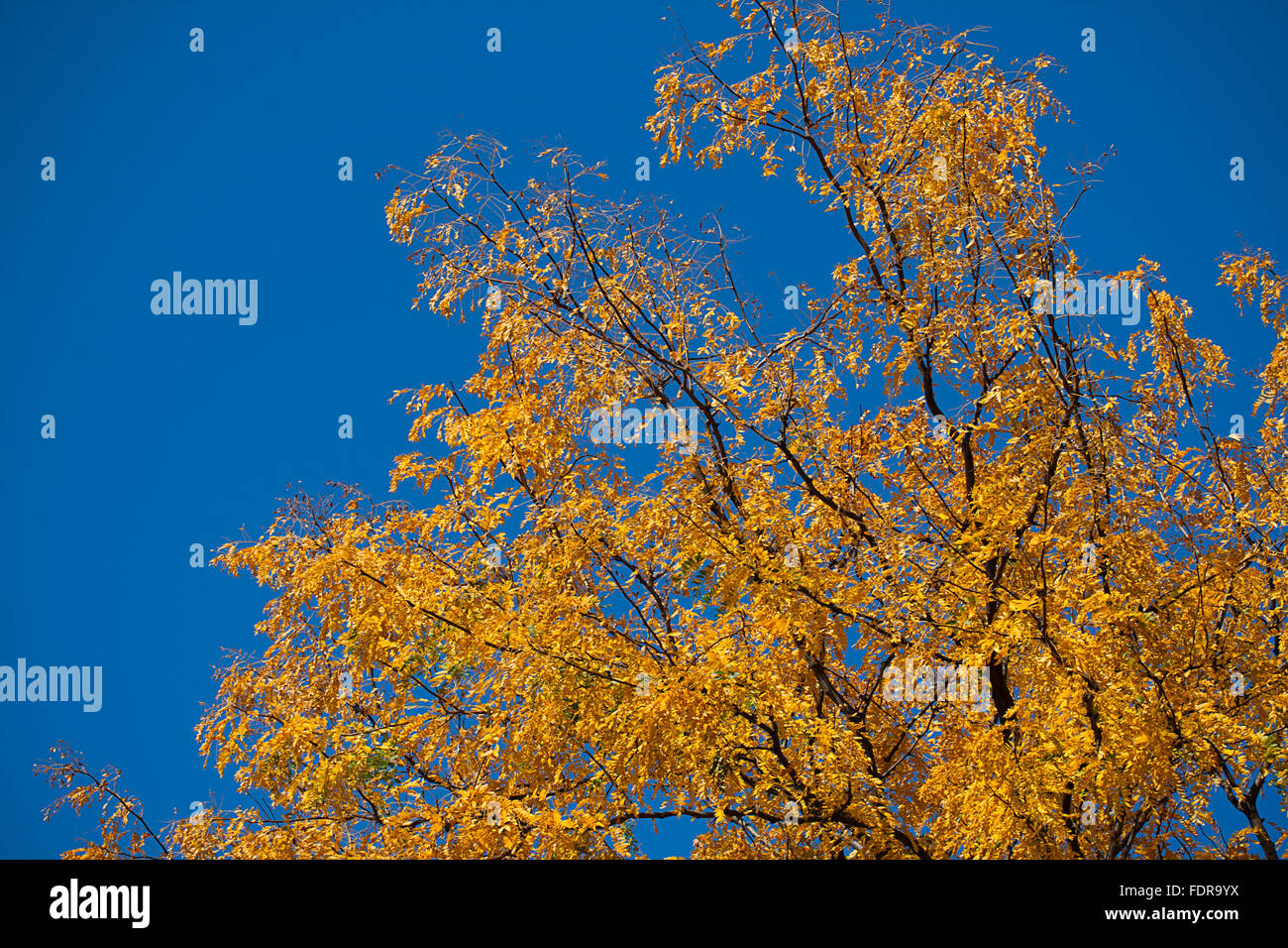 Honeylocust in Autumn Stock Photo - Alamy