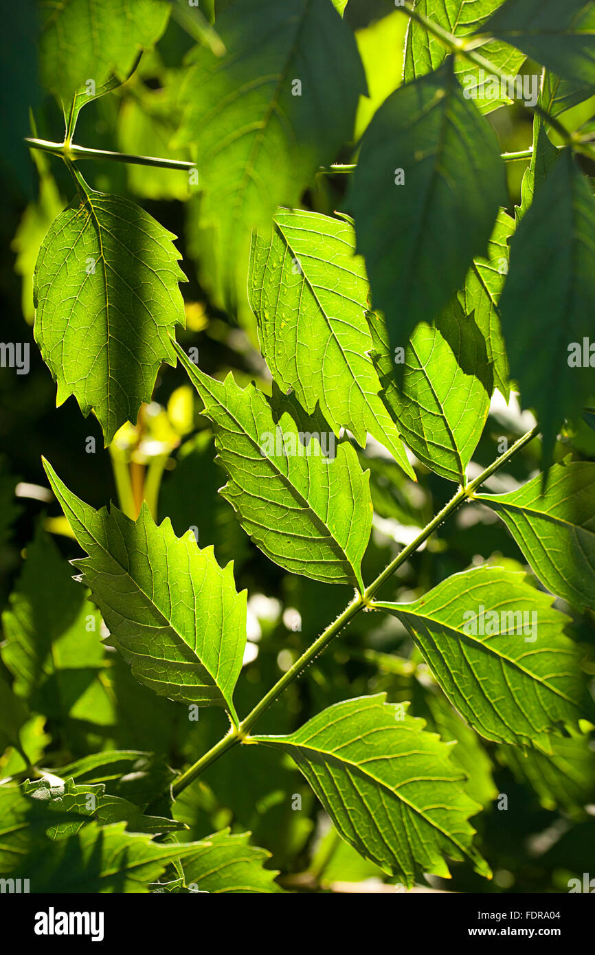 Bright Green Leaves Stock Photo - Alamy