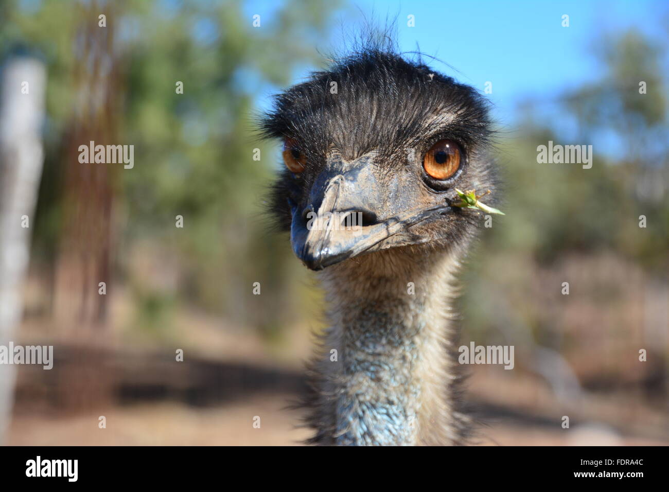 Australian largest hi-res stock photography and images - Alamy