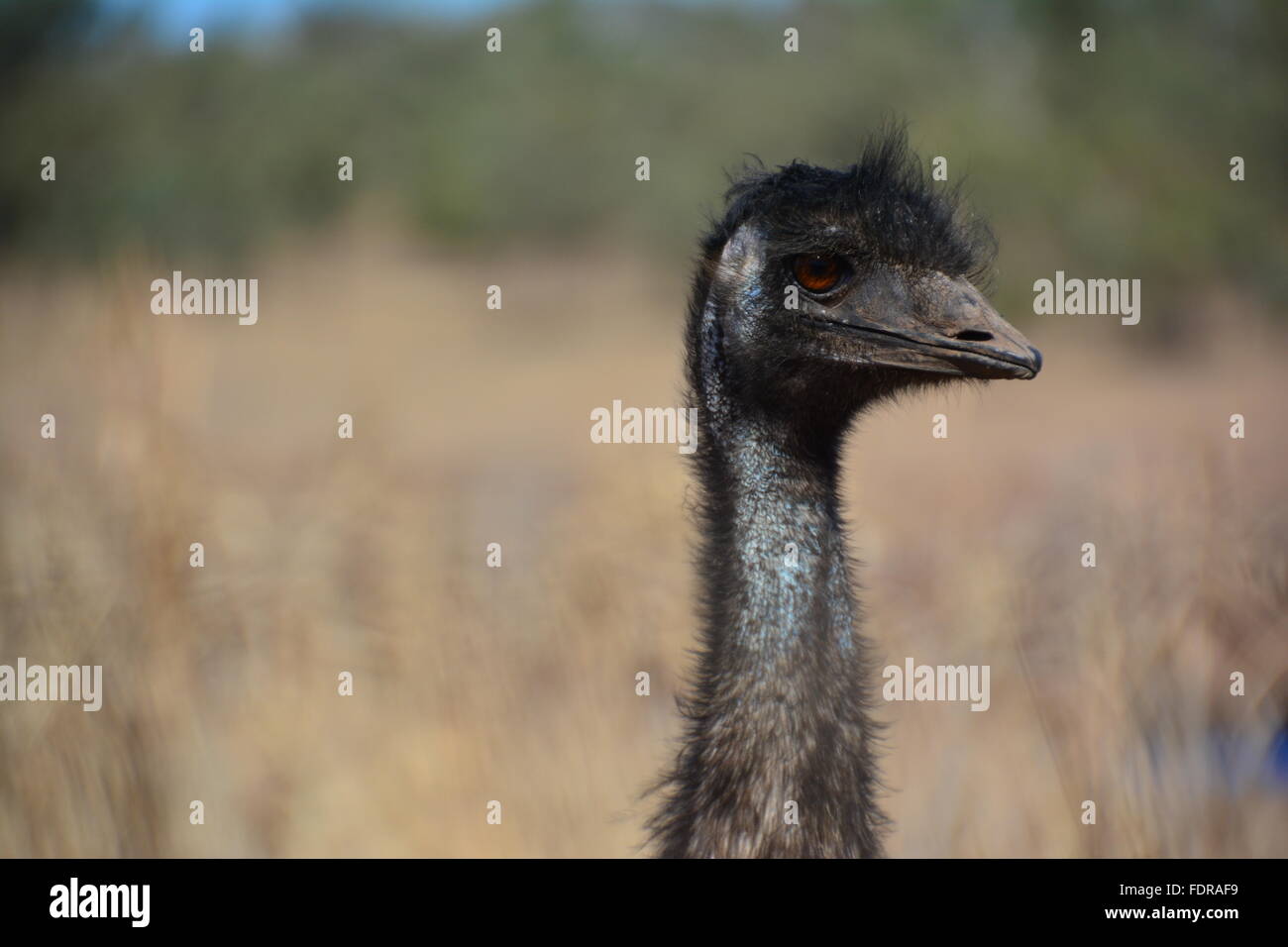 Australian emu hi-res stock photography and images - Alamy