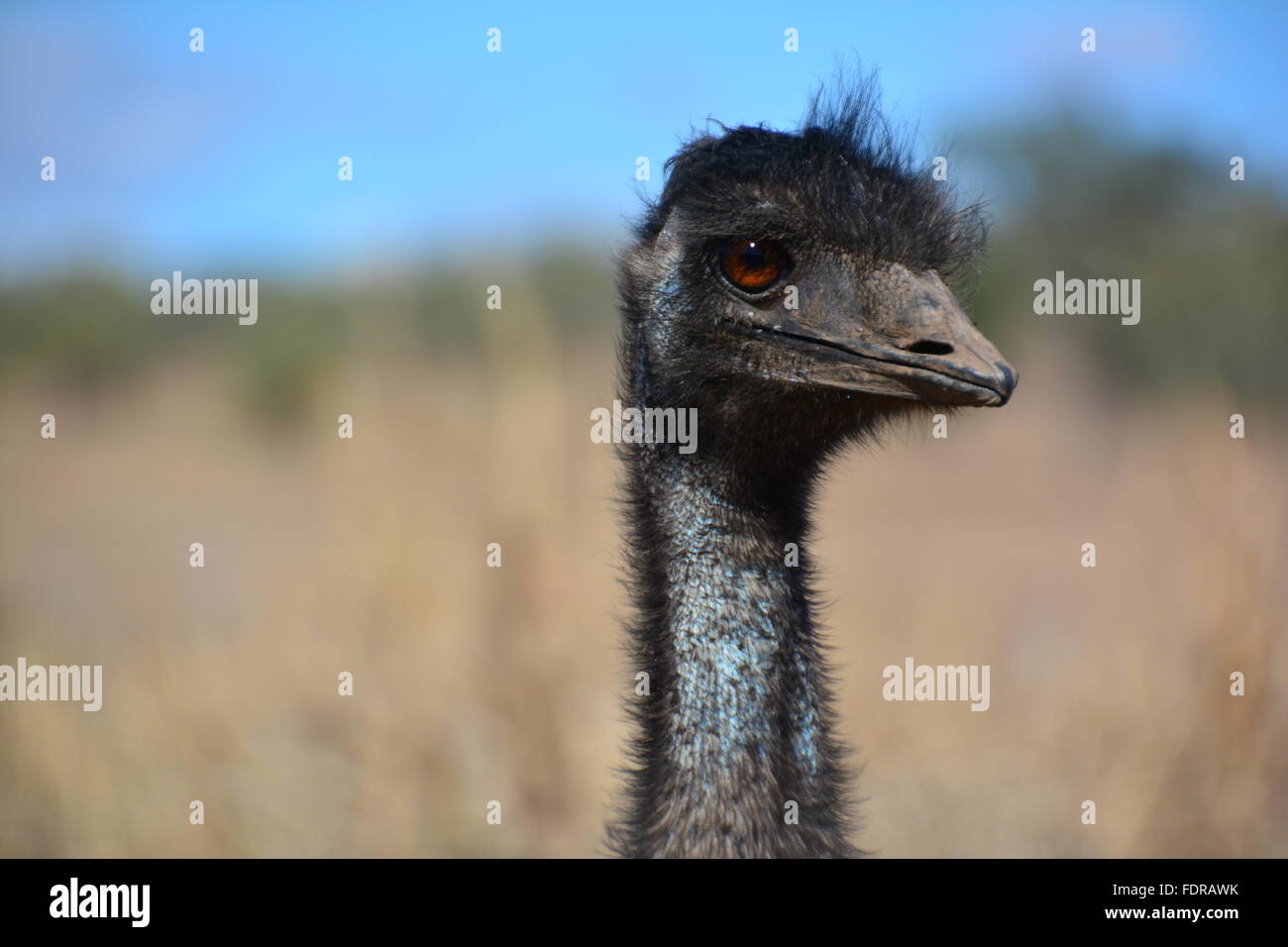 Australian emu hi-res stock photography and images - Alamy