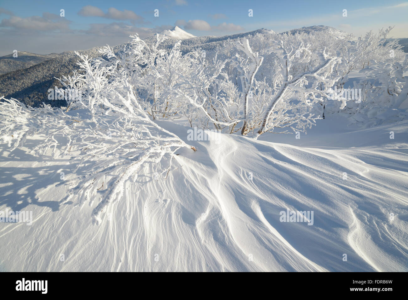 Sakhalin fir hi-res stock photography and images - Alamy