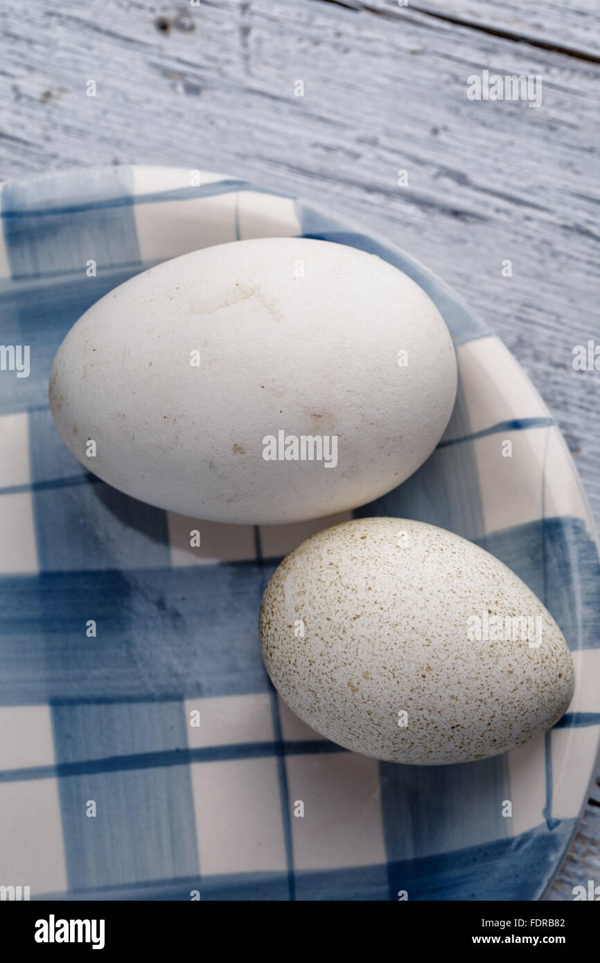 Duck egg eggs hi-res stock photography and images - Alamy