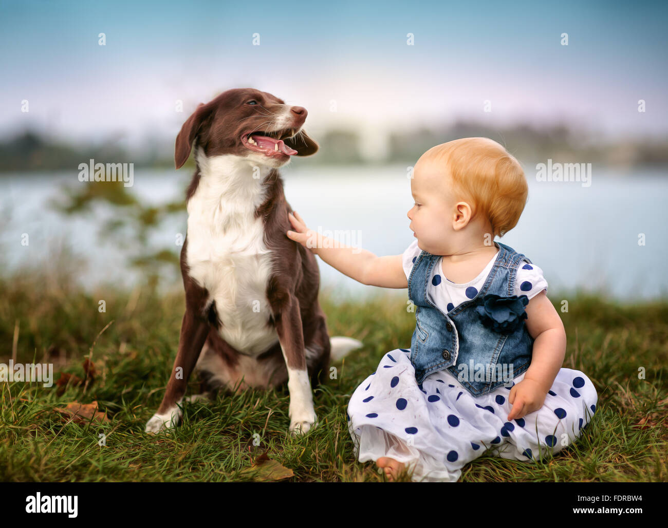 Baby point dog hi-res stock photography and images - Alamy