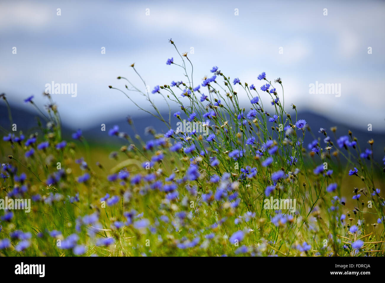 Cornflower Colours High Resolution Stock Photography and Images - Alamy