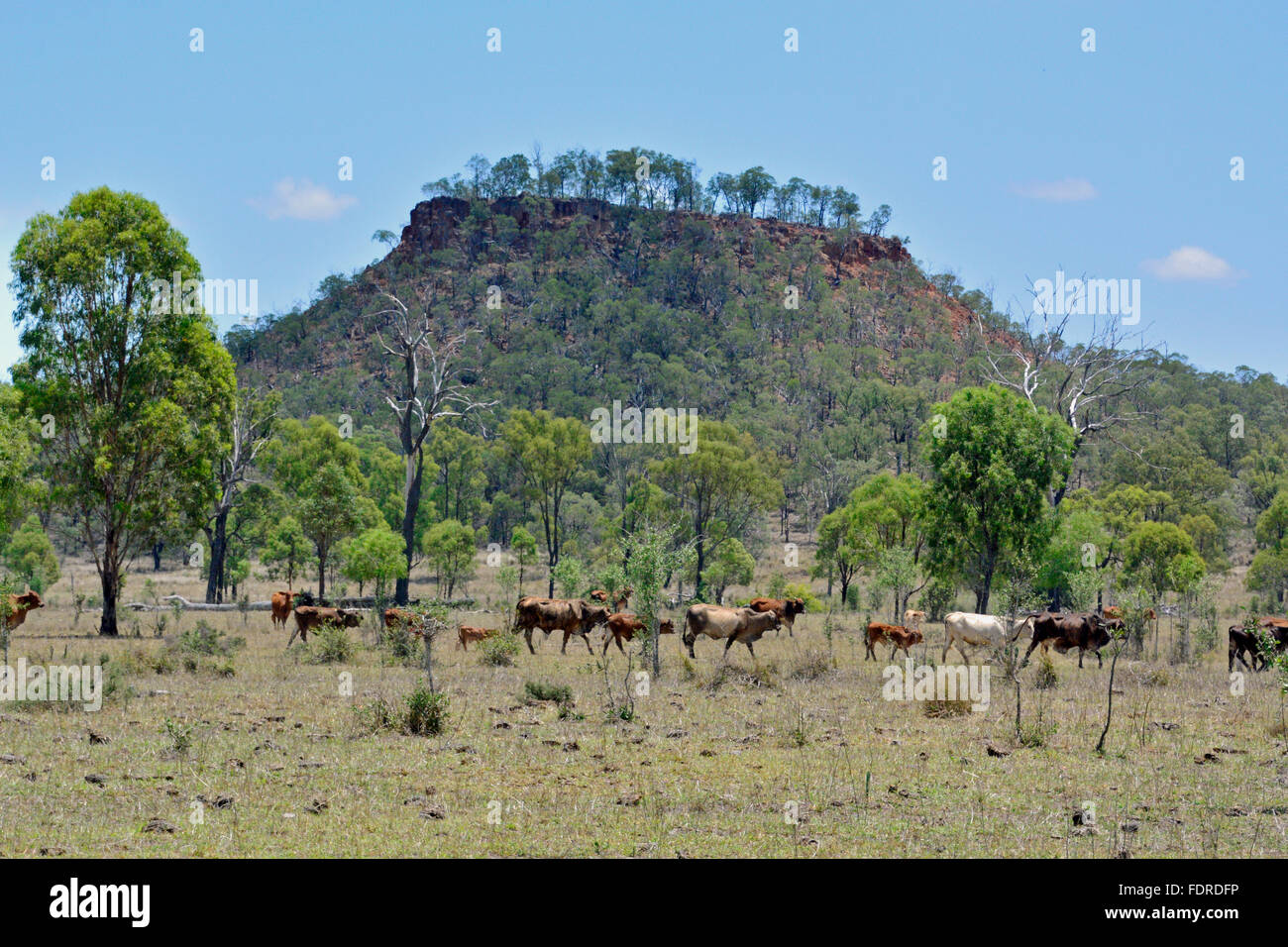 AUSTRALIAN CATTLE STATION Stock Photo - Alamy