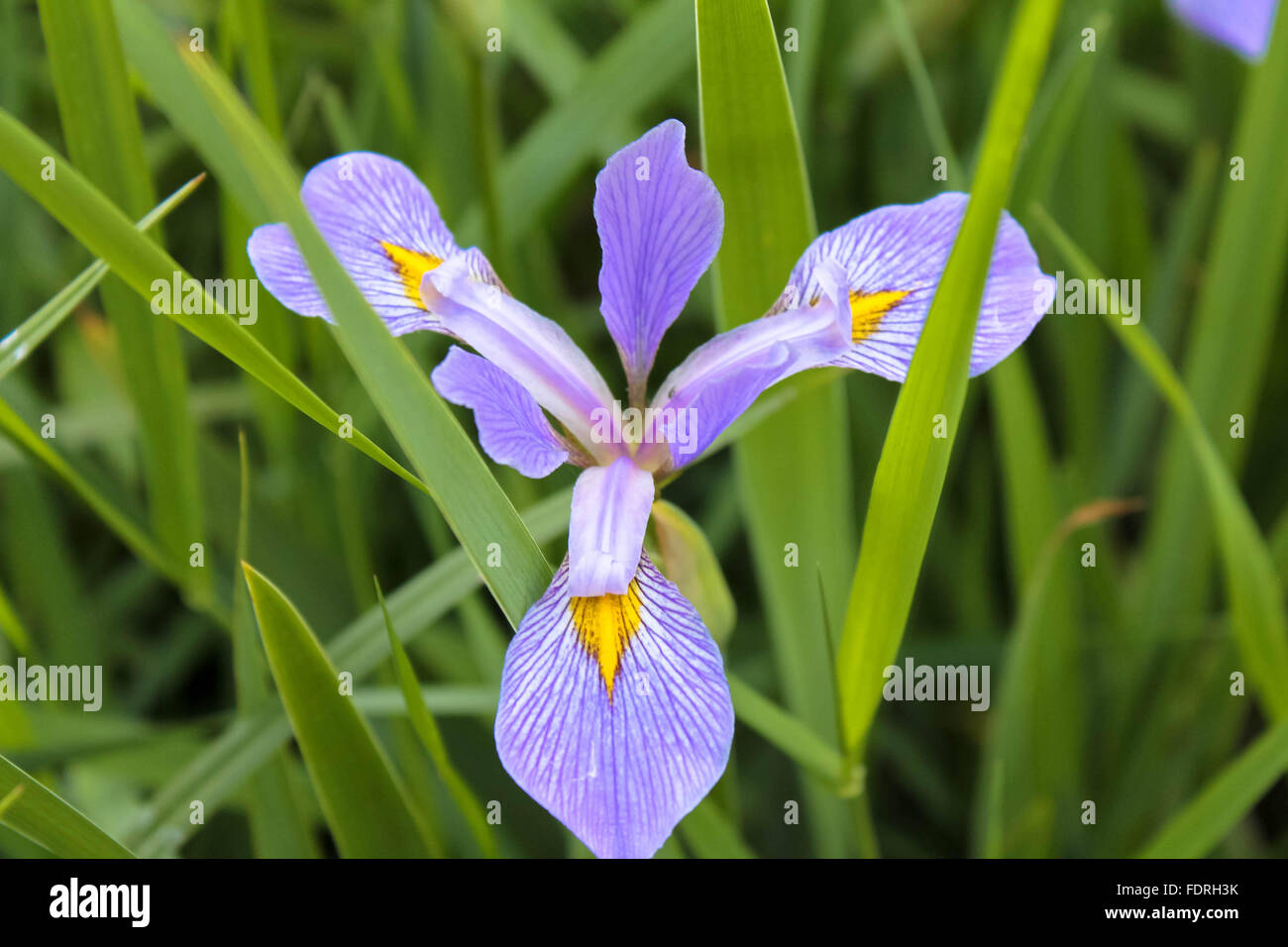 Purple iris in spring Stock Photo - Alamy