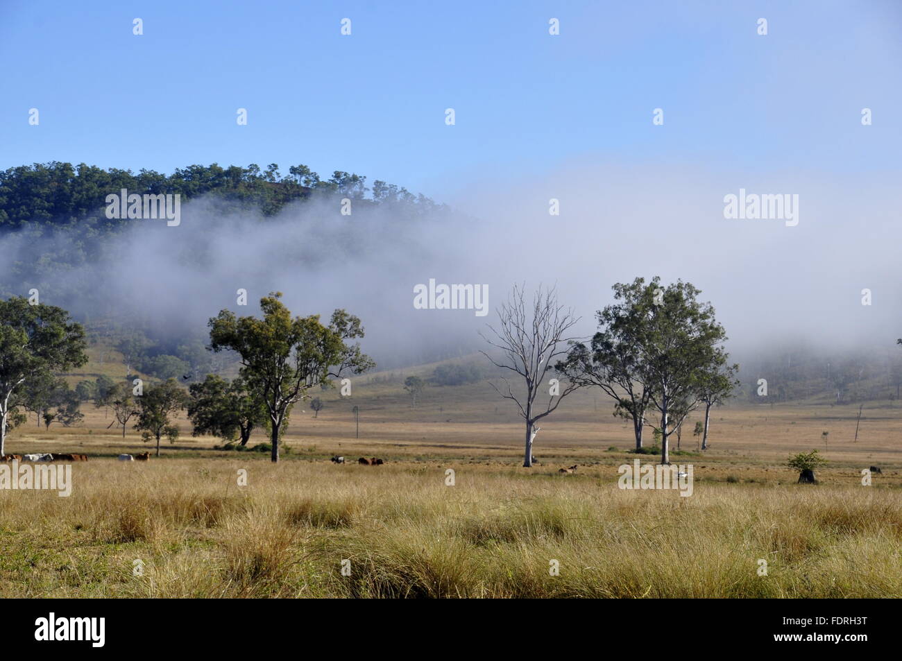 AUSTRALIAN CATTLE STATION Stock Photo - Alamy