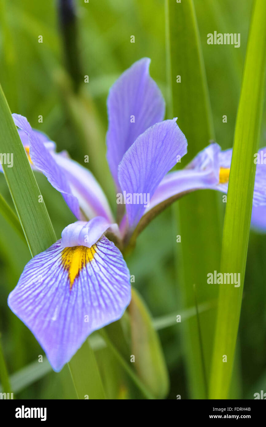 purple iris in spring Stock Photo - Alamy