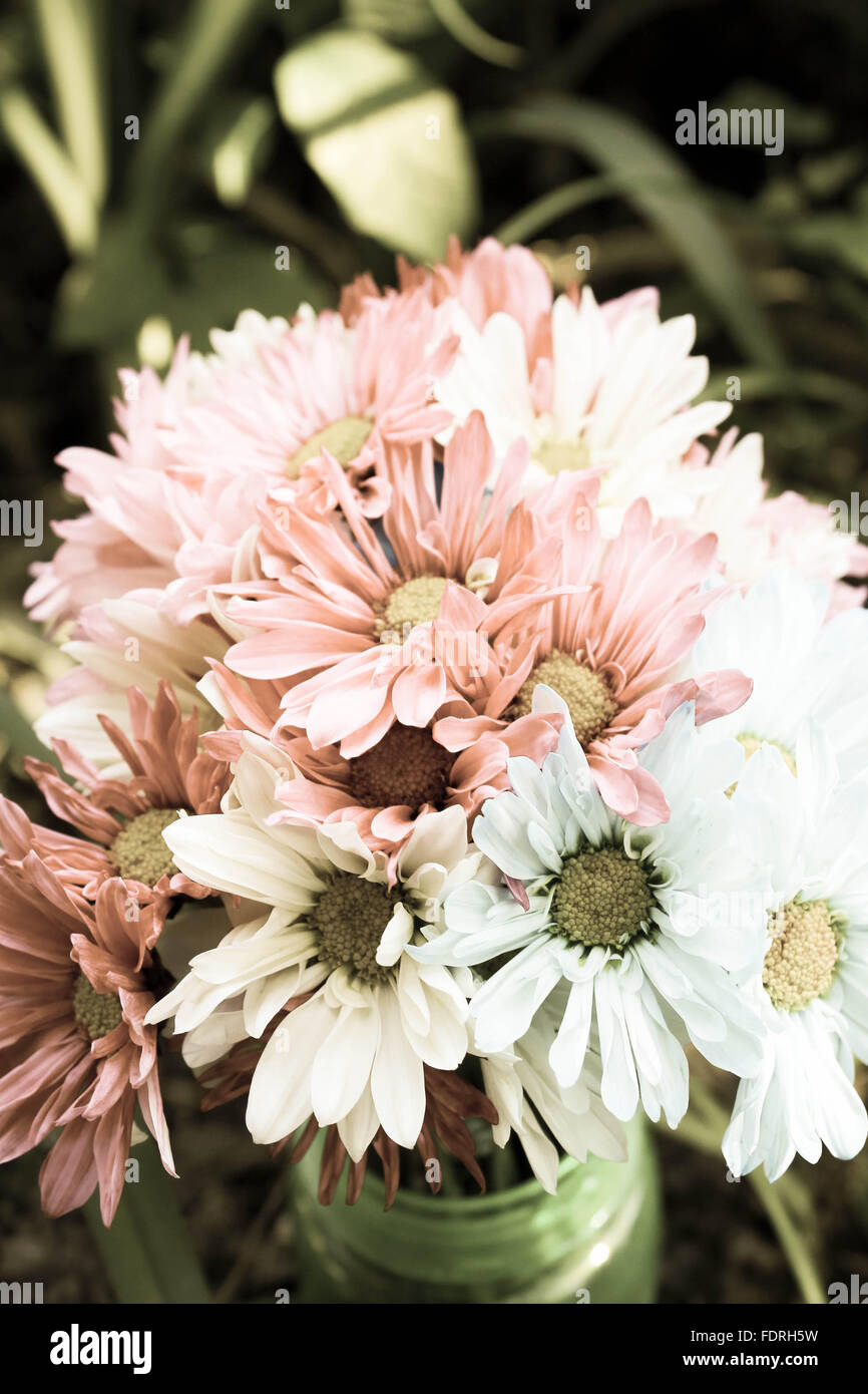 bouquet of pastel daisies Stock Photo - Alamy