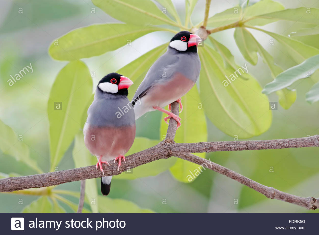 Java Finch Stock Photos & Java Finch Stock Images - Alamy