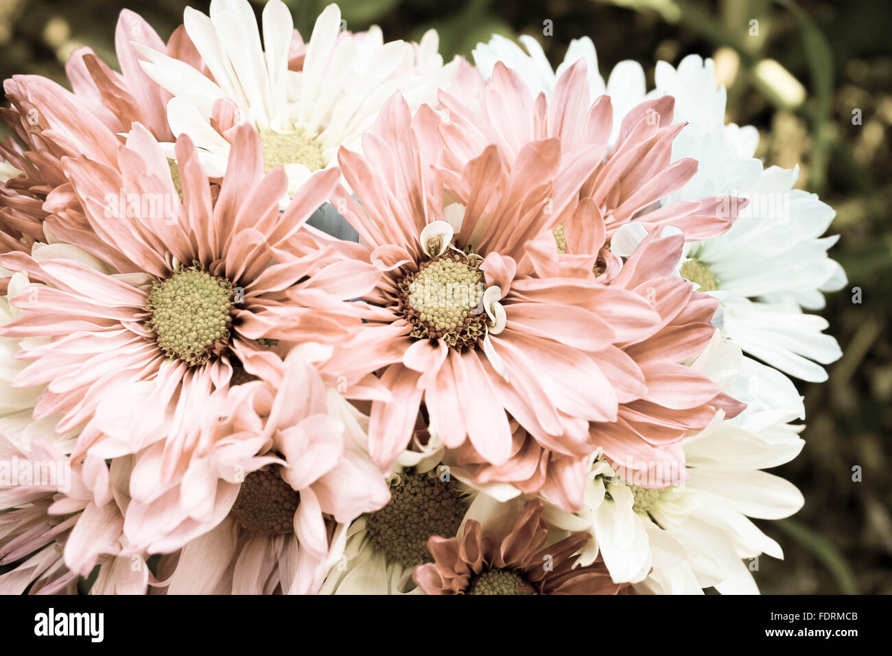 Colored daisies hi-res stock photography and images - Alamy