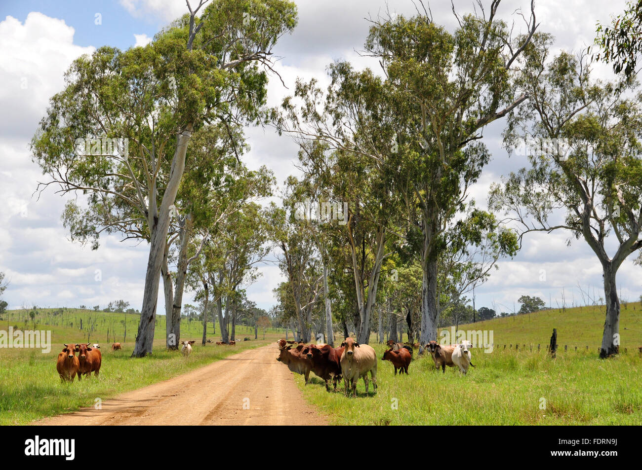 Cattle property hi-res stock photography and images - Alamy