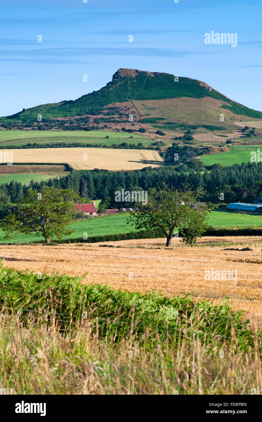 Summer view to Roseberry Topping across farmland, ripening barley in ...