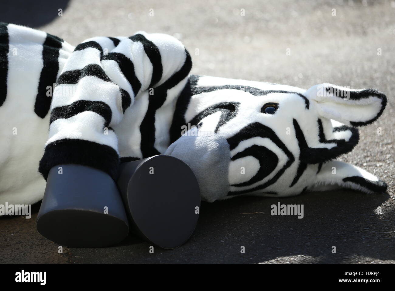 Tokyo, Japan. 2nd Feb, 2016. Zoo keepers capture an escaped zebra at ...