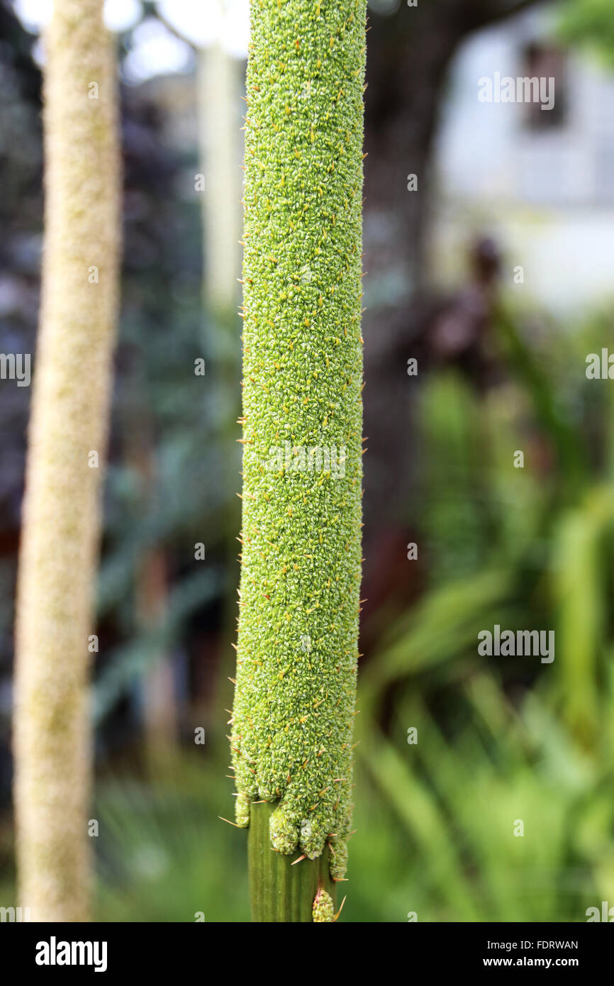 Australian native grass trees xanthorrhoea hi-res stock photography and ...