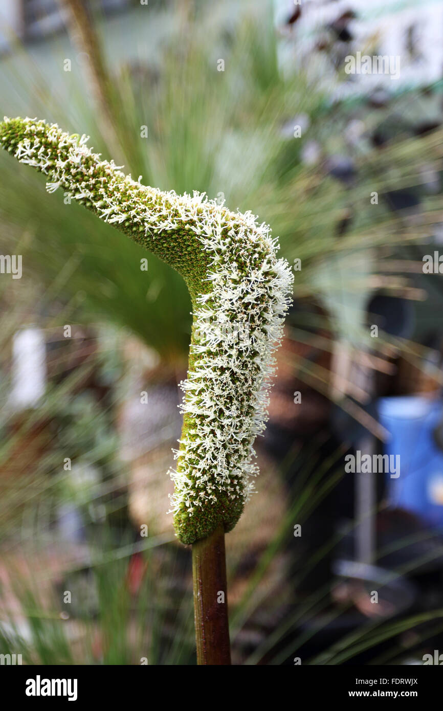 Australian native grass trees xanthorrhoea hi-res stock photography and ...