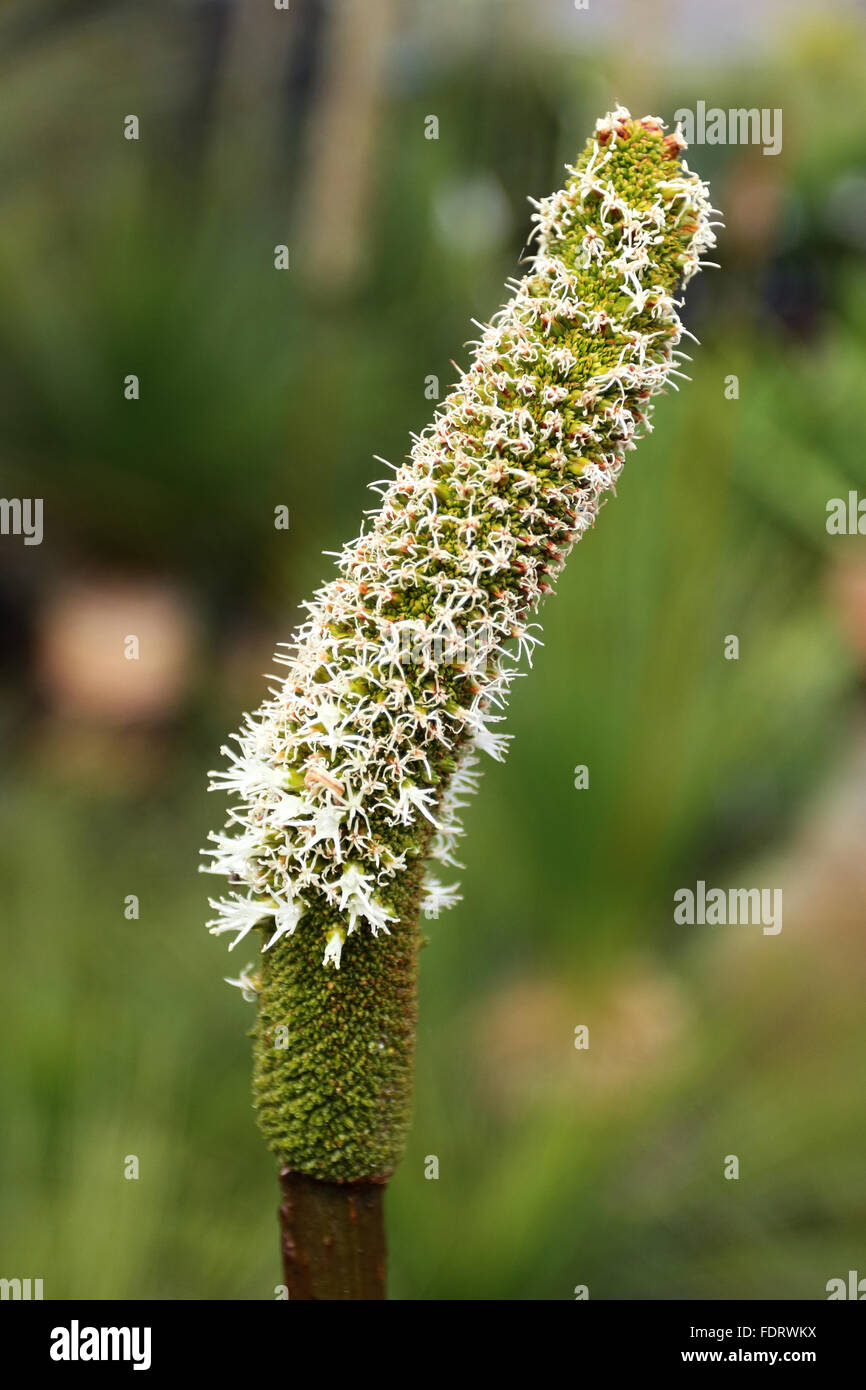 Grass tree flower xanthorrhoea hi-res stock photography and images - Alamy