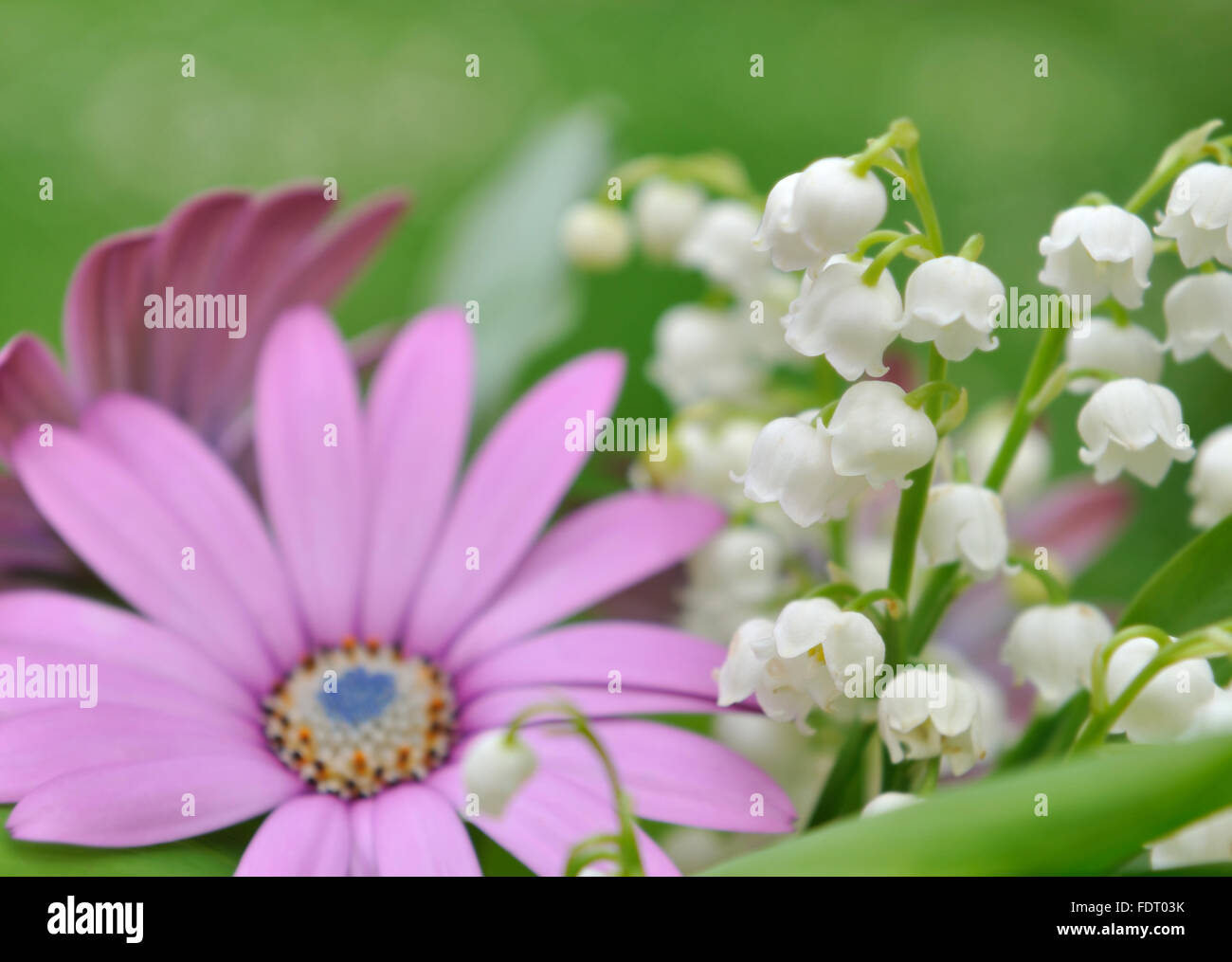 lily of valley with pink flowers on green background Stock Photo - Alamy