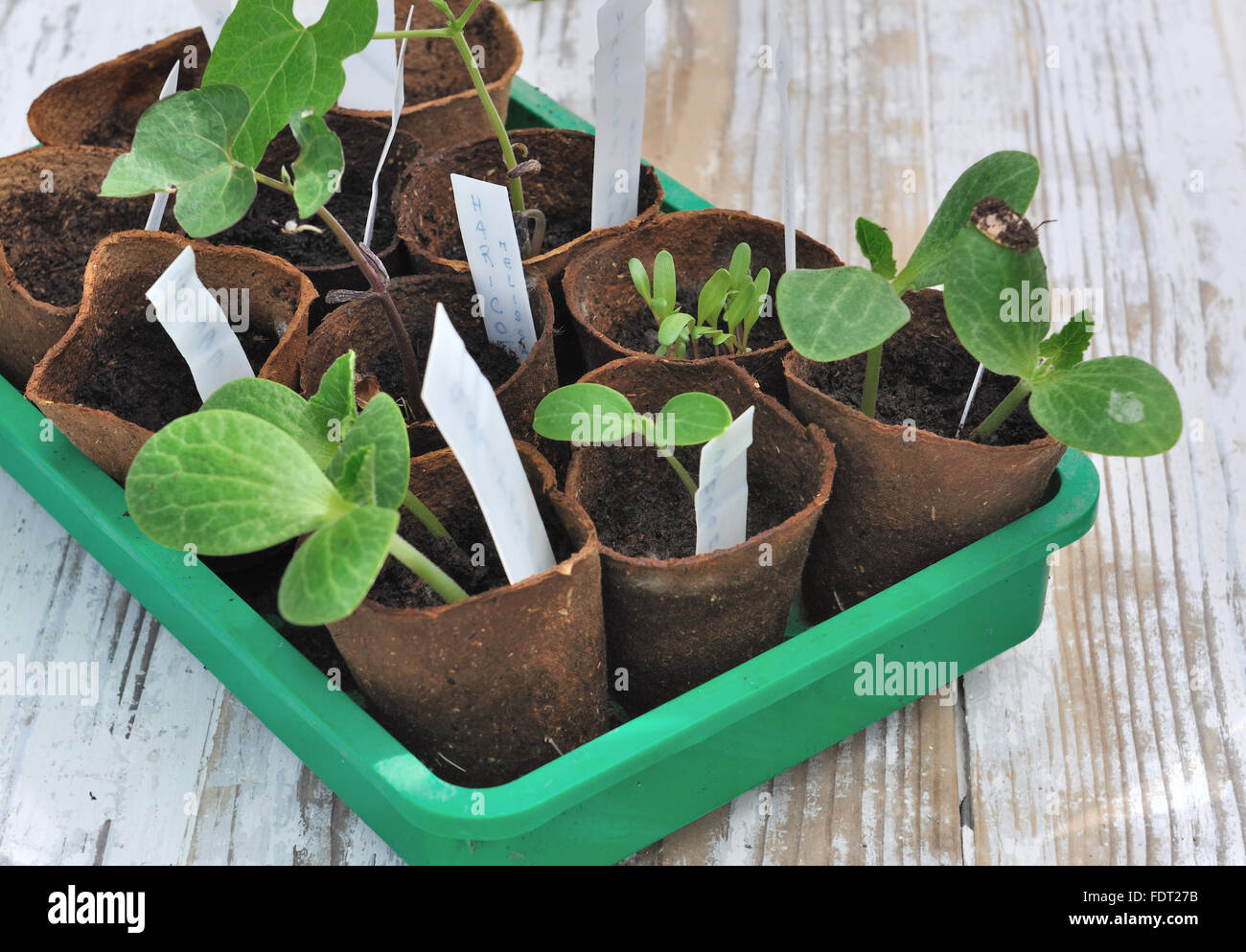 vegetable seedling in biodegradable pots Stock Photo - Alamy