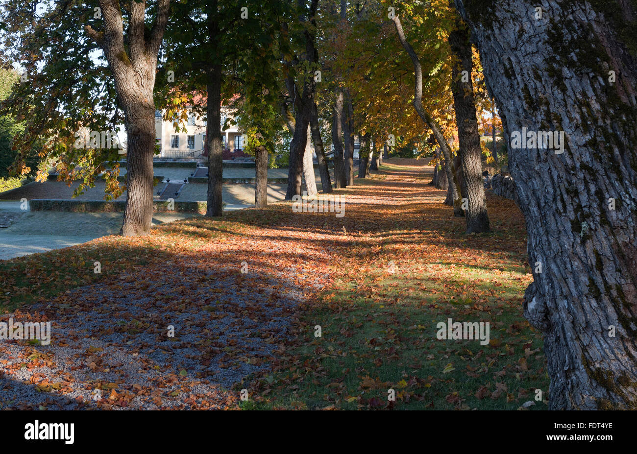 Trees in an alley. View of a golden colored pathway of leaves in ...