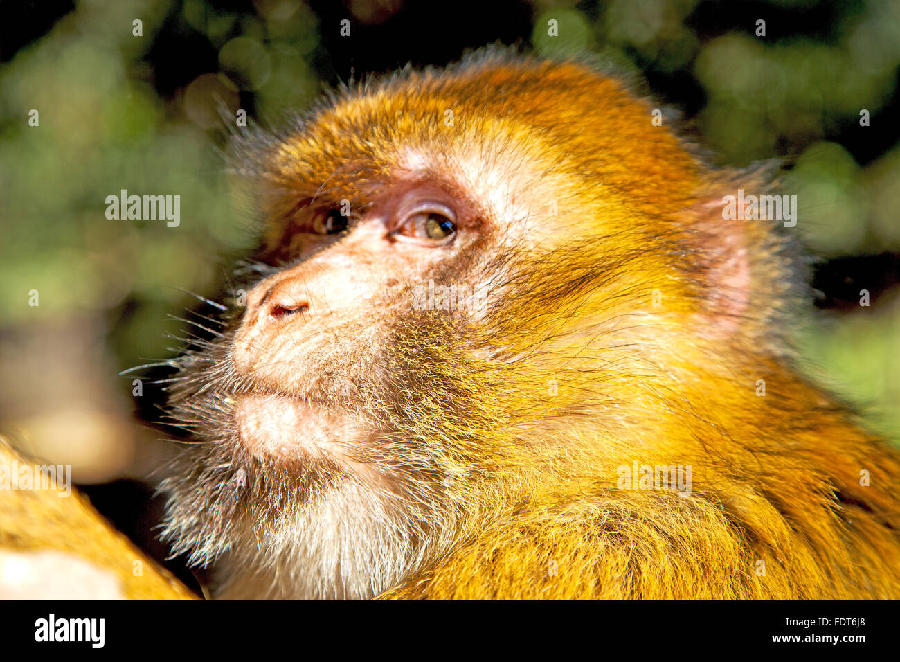 old monkey in africa morocco and natural background fauna close up ...
