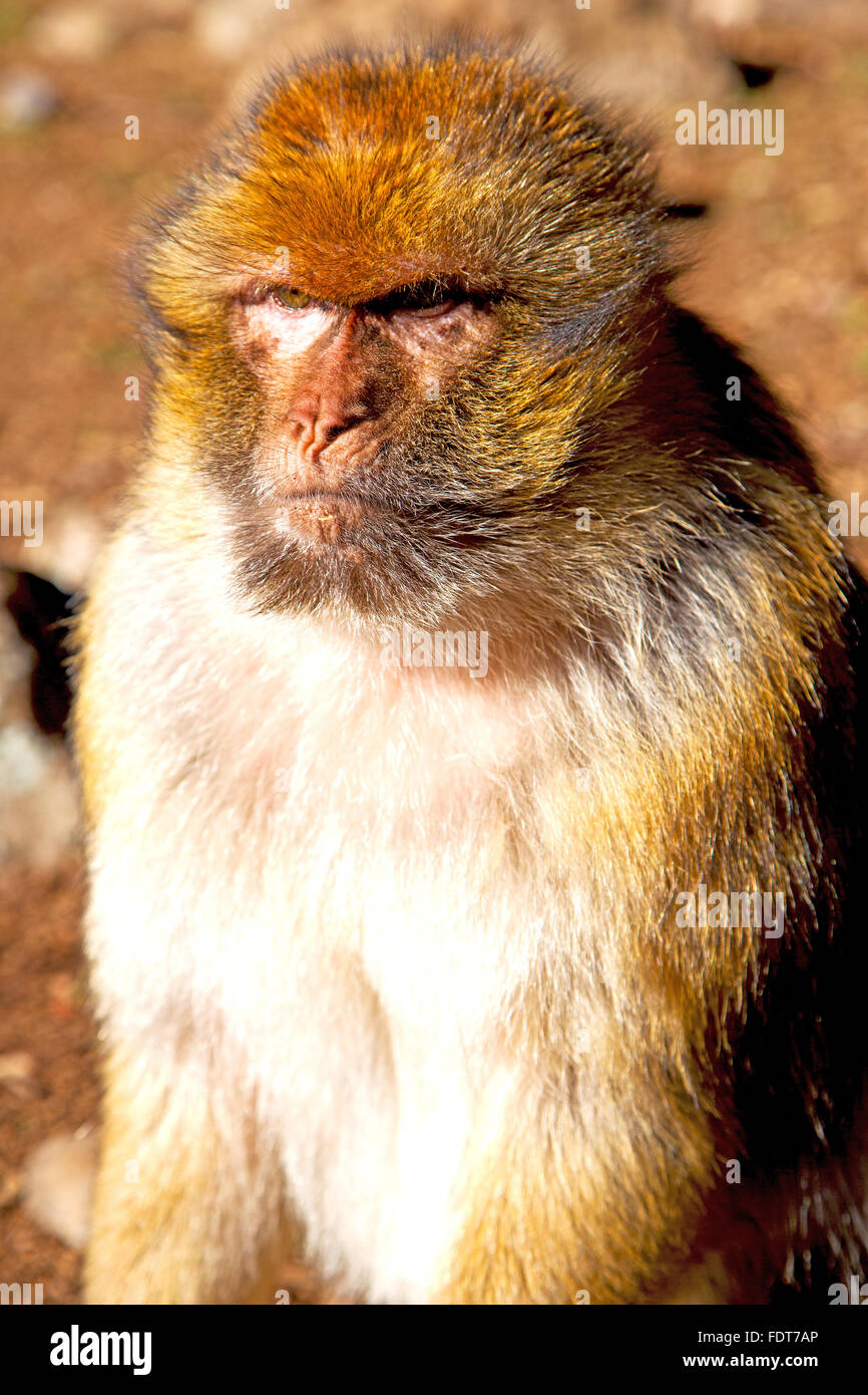 old monkey in africa morocco and natural background fauna close up ...