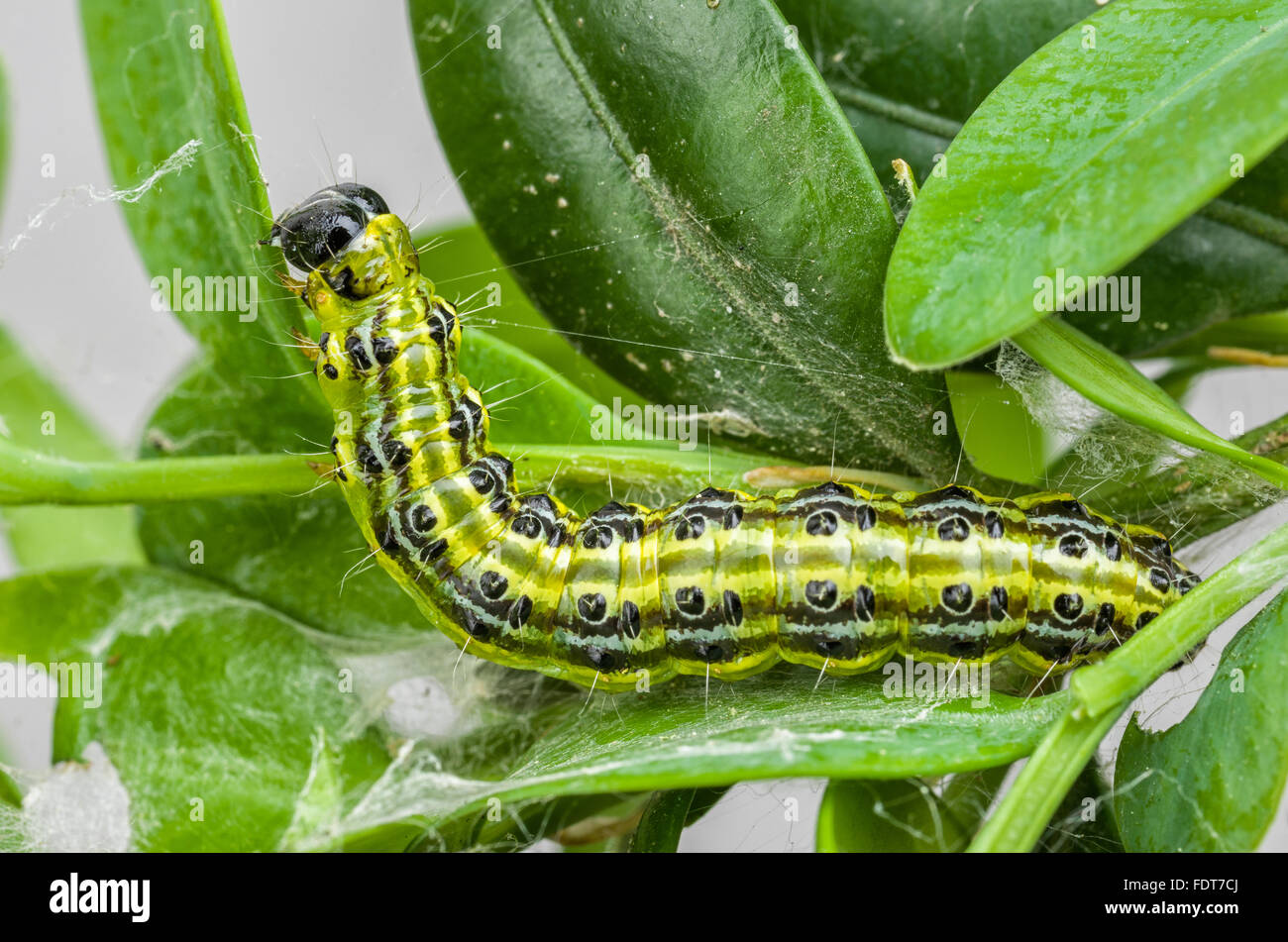 Box moth caterpillars hi-res stock photography and images - Alamy