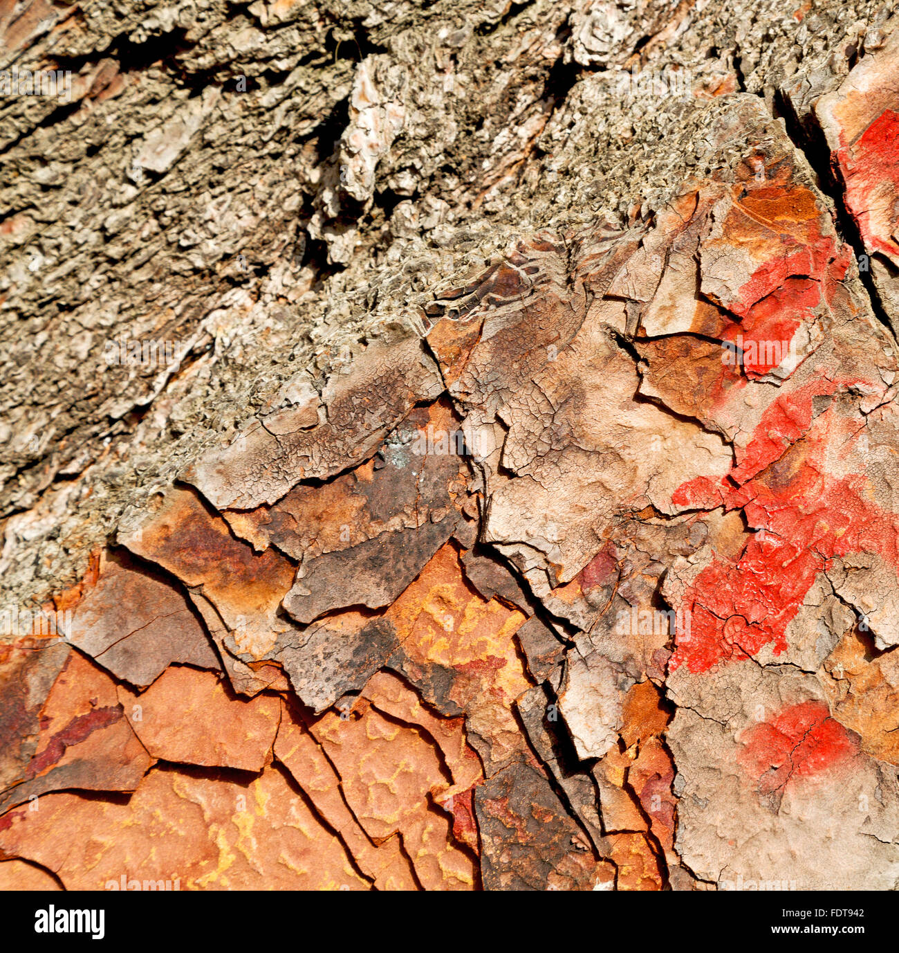 barck in the abstract close up of a tree color and texture Stock Photo ...