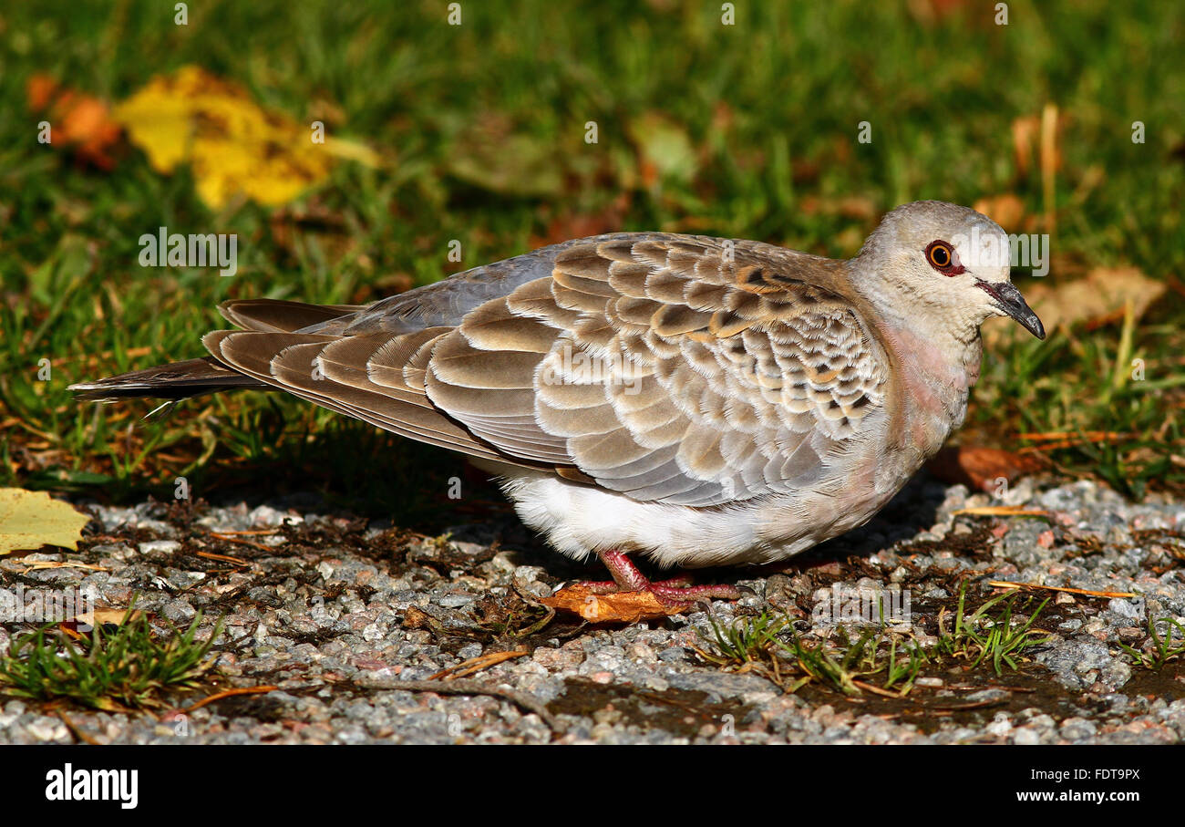 Pigeons sitting on ground hi-res stock photography and images - Alamy