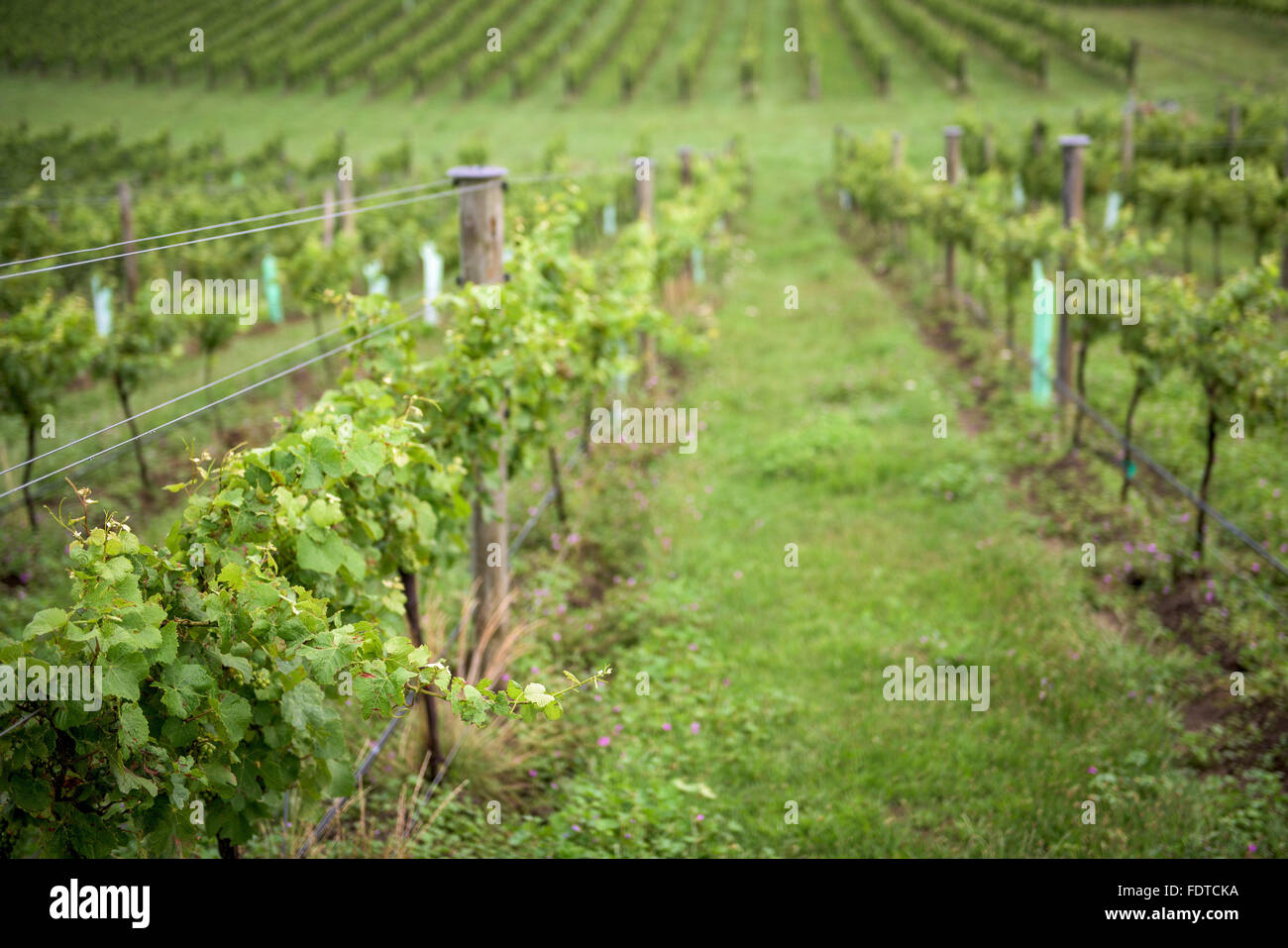 Waipara, New Zealand. 30th Jan, 2016. Waipara, New Zealand - January 30 ...