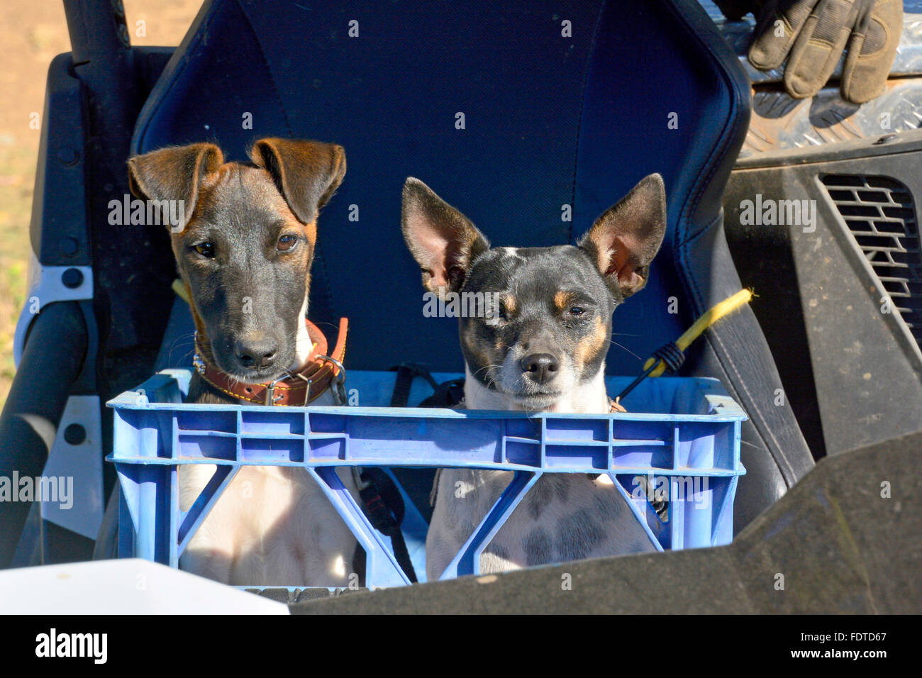 TWO MINI FOX TERRIERS Stock Photo - Alamy