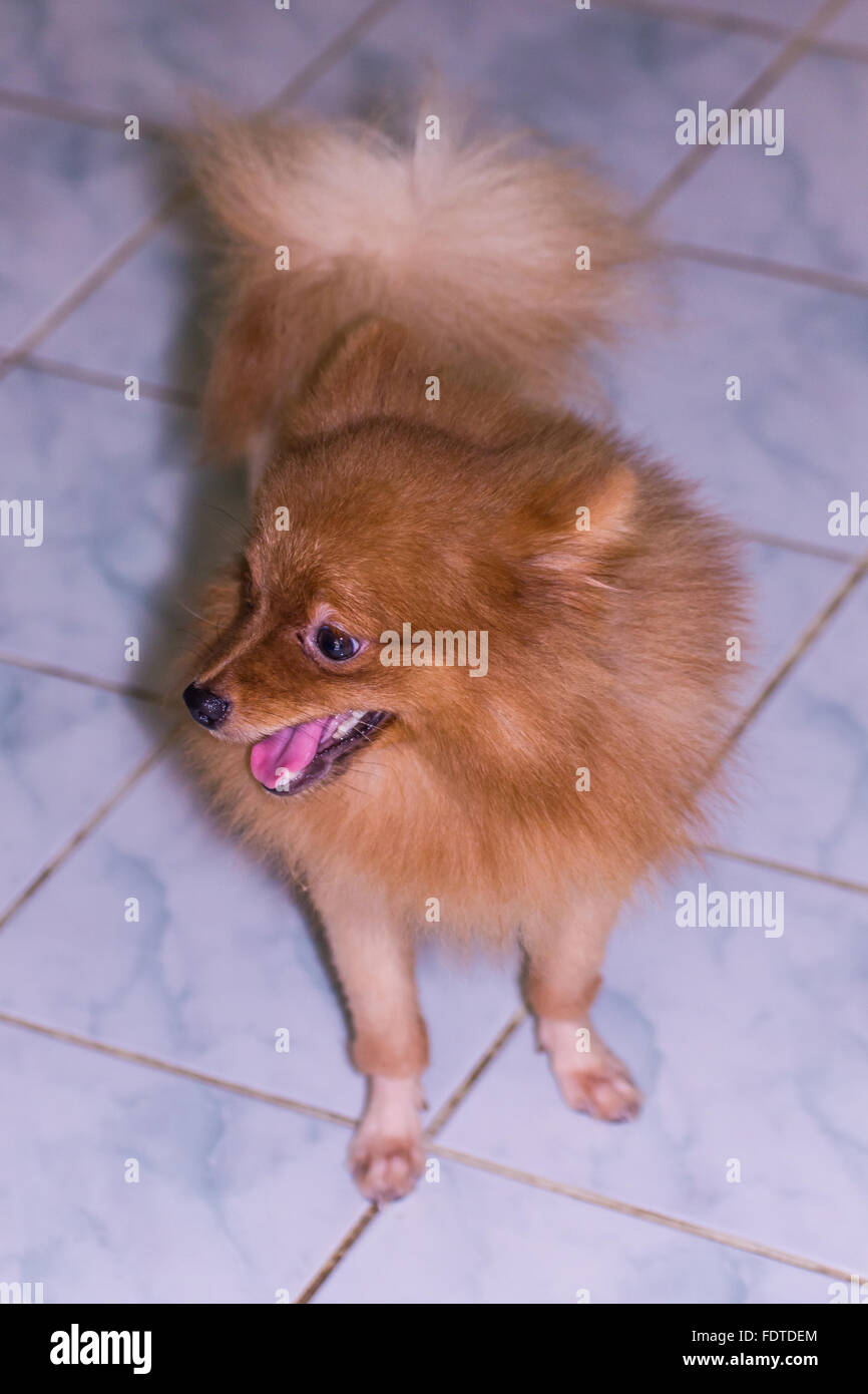 Pomeranian barking hi-res stock photography and images - Alamy