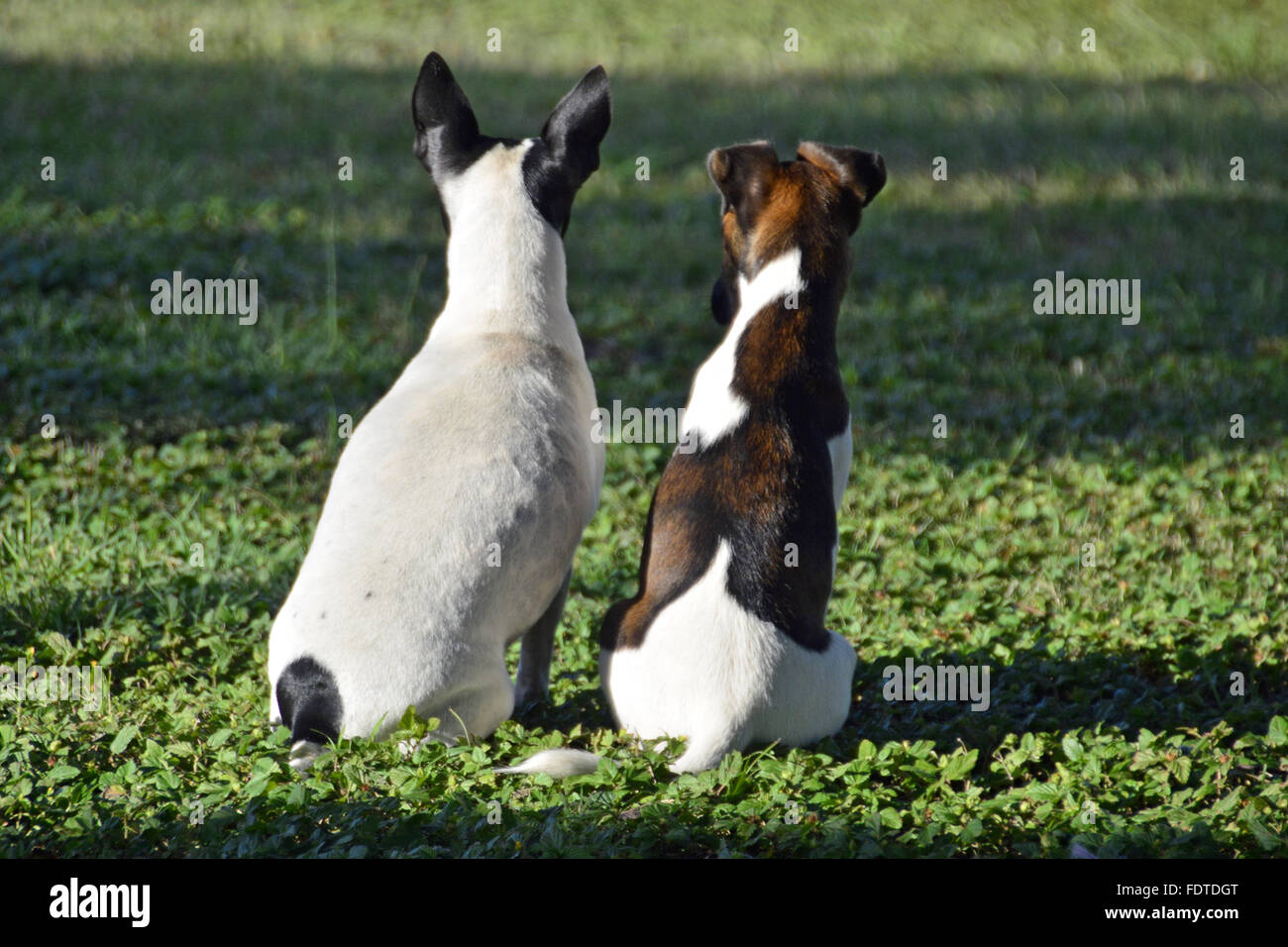 TWO MINI FOX TERRIERS Stock Photo - Alamy