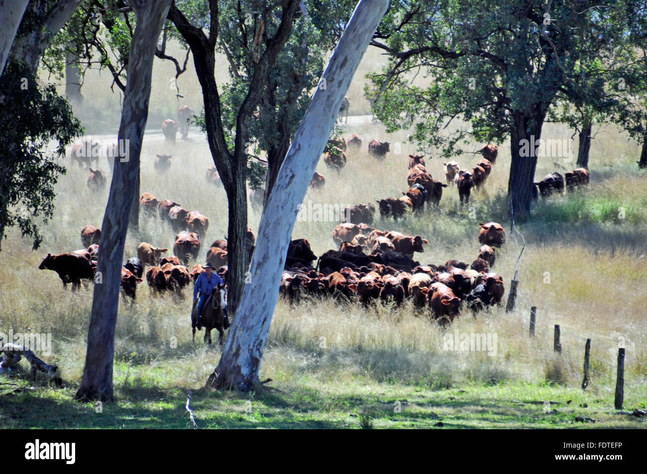 CATTLE MUSTER IN OUTBACK AUSTRALIA Stock Photo - Alamy