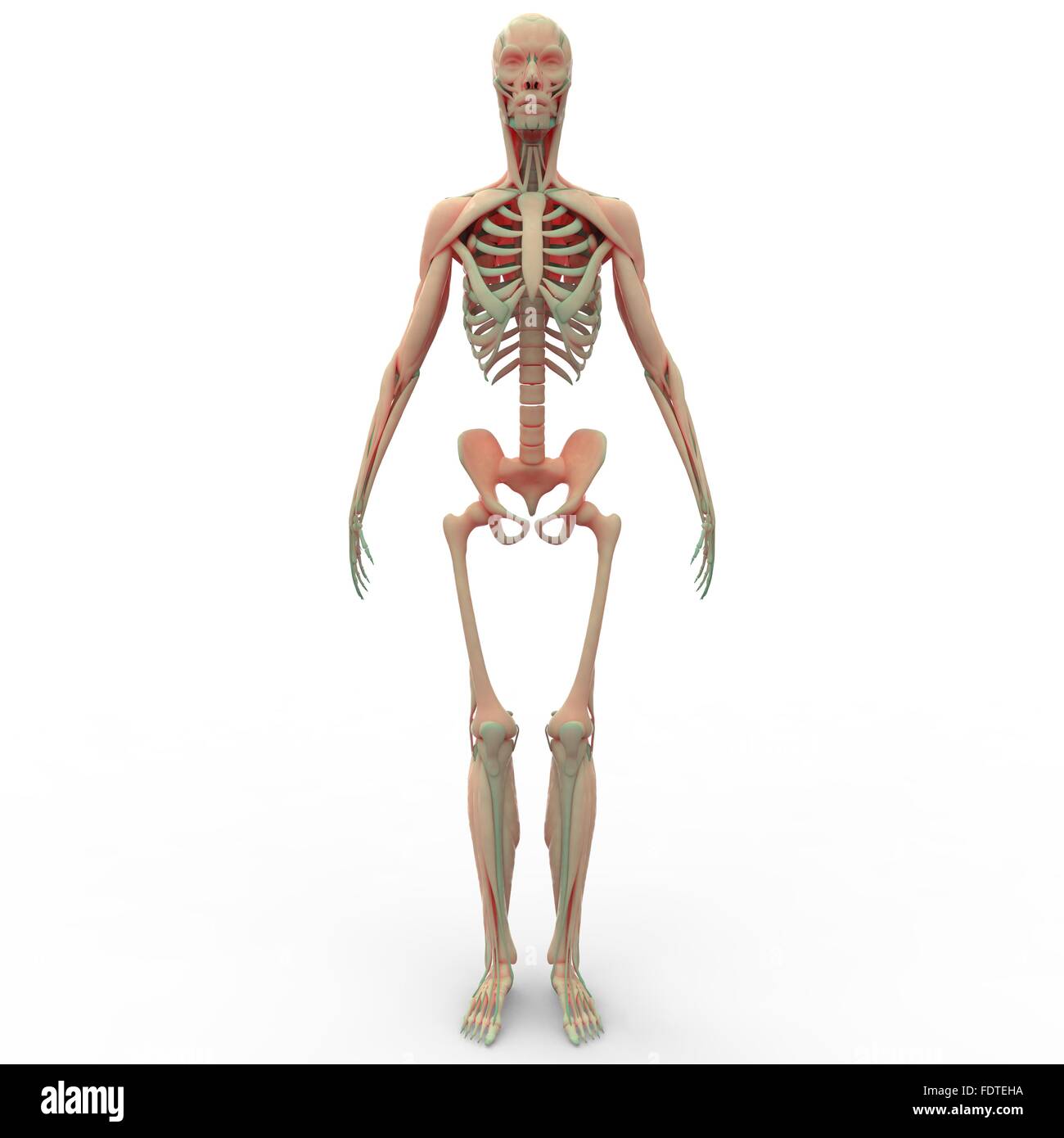 Human Body Muscles Anatomy Stock Photo - Alamy
