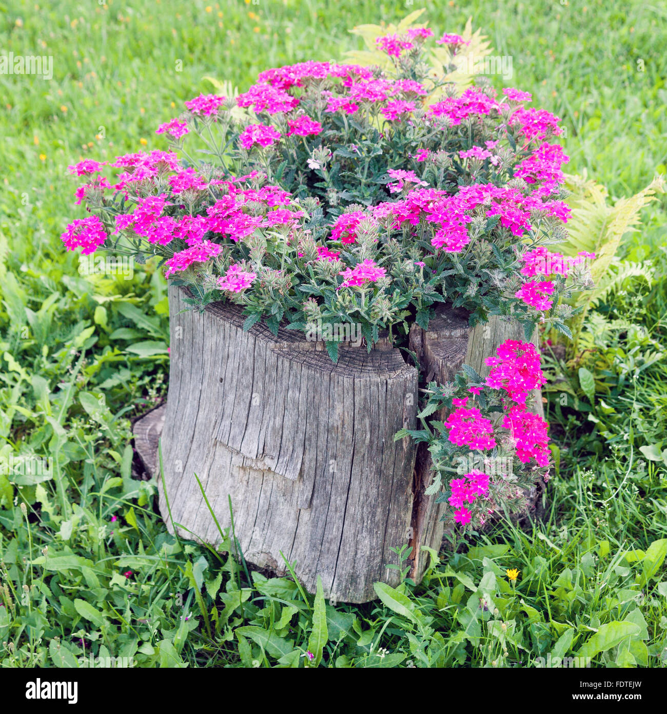 Rotten stump hi-res stock photography and images - Alamy