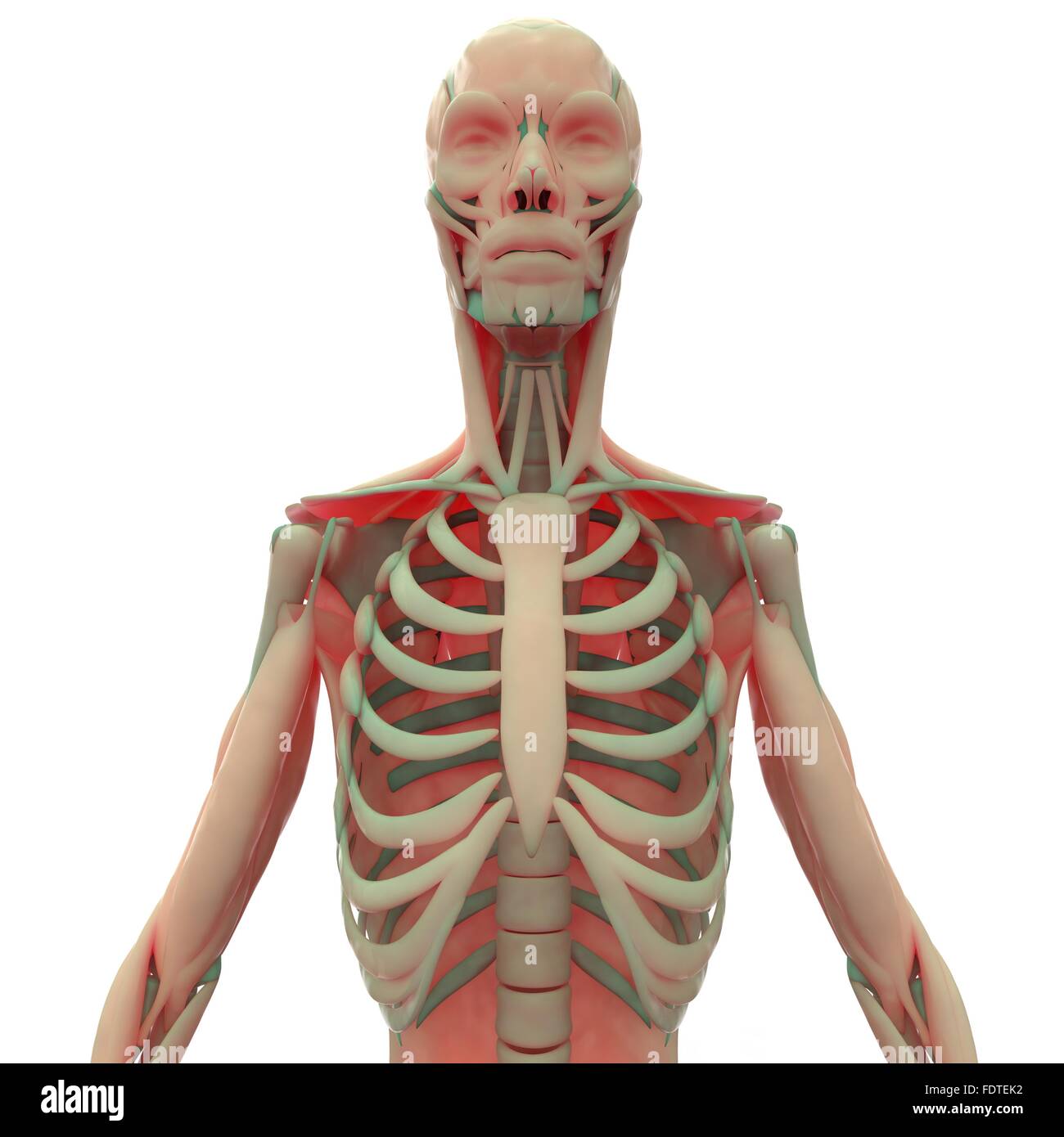 Human Body Muscles Anatomy Stock Photo - Alamy